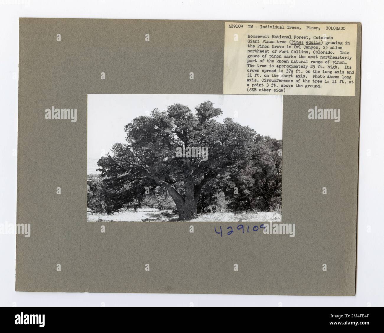 Tree Identification - Pine, Pinyon. Photographs Relating to National ...