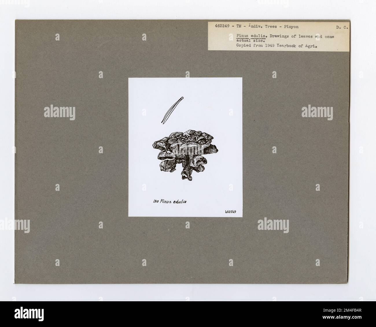 Tree Identification - Pine, Pinyon. Photographs Relating to National ...