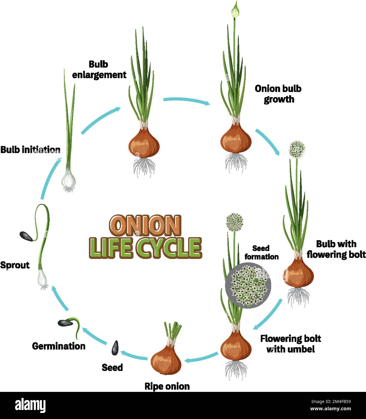 Diagram showing onion life cycle illustration Stock Vector Image & Art ...
