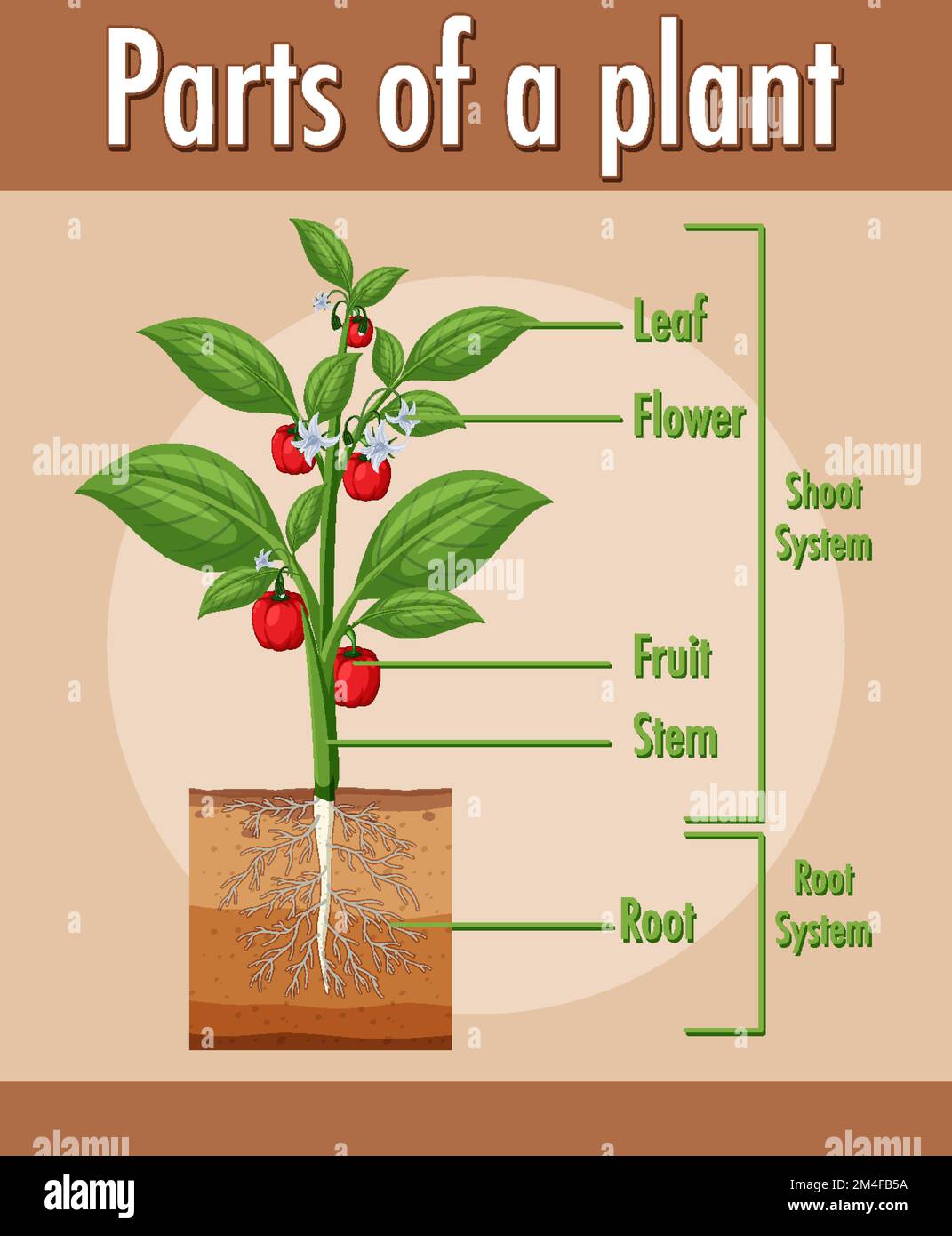 Diagram showing parts of a plant illustration Stock Vector Image & Art ...