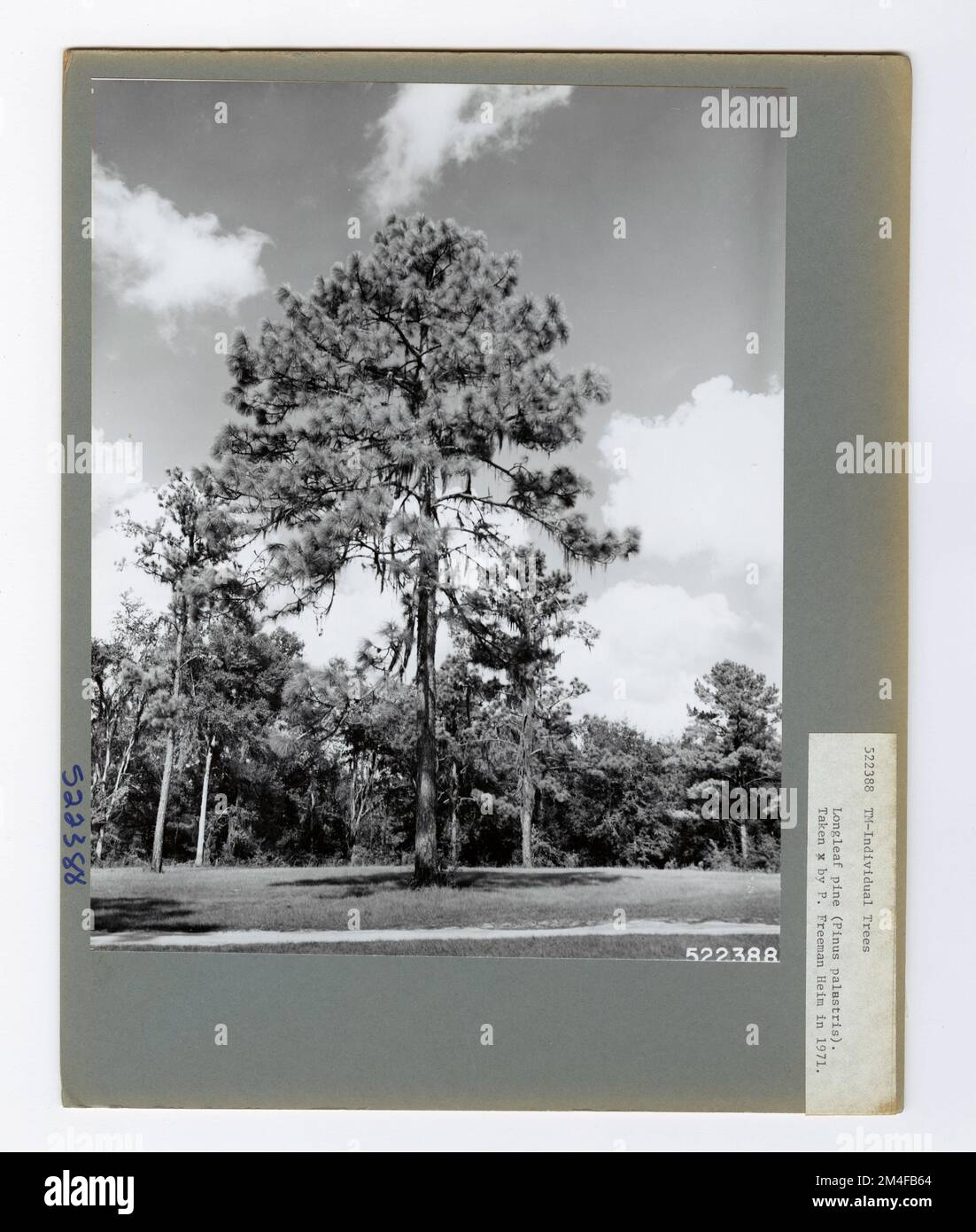 Tree Identification - Pine, Longleaf. Photographs Relating to National Forests, Resource ...