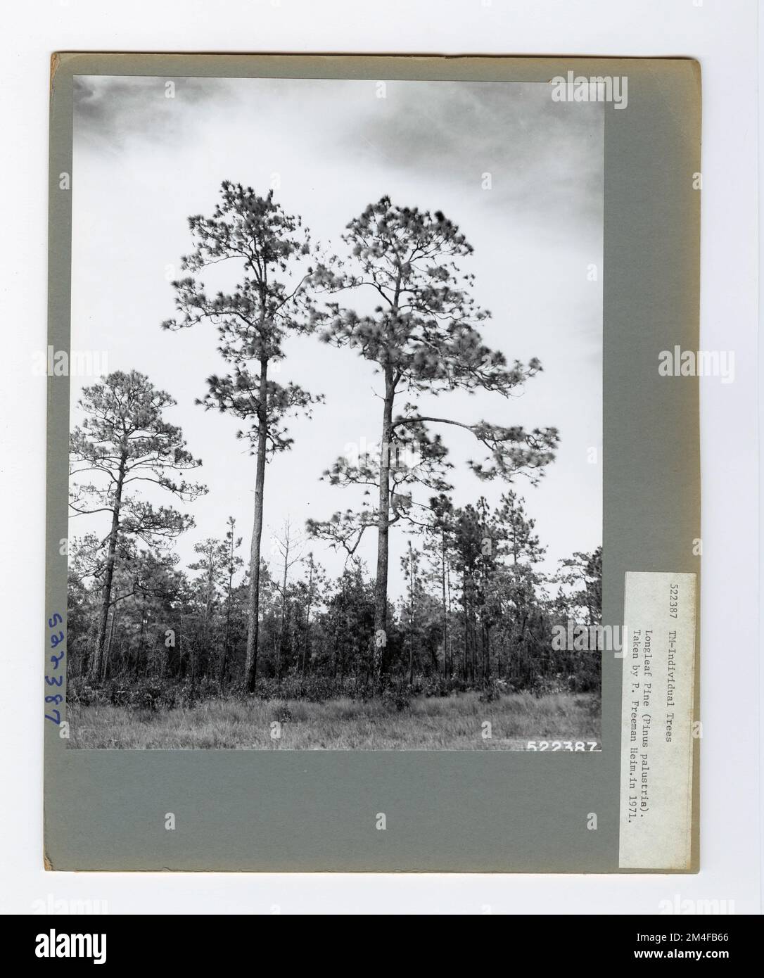 Tree Identification - Pine, Longleaf. Photographs Relating to National Forests, Resource ...