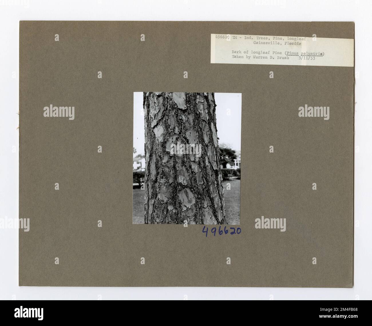 Tree Identification - Pine, Longleaf. Photographs Relating to National ...