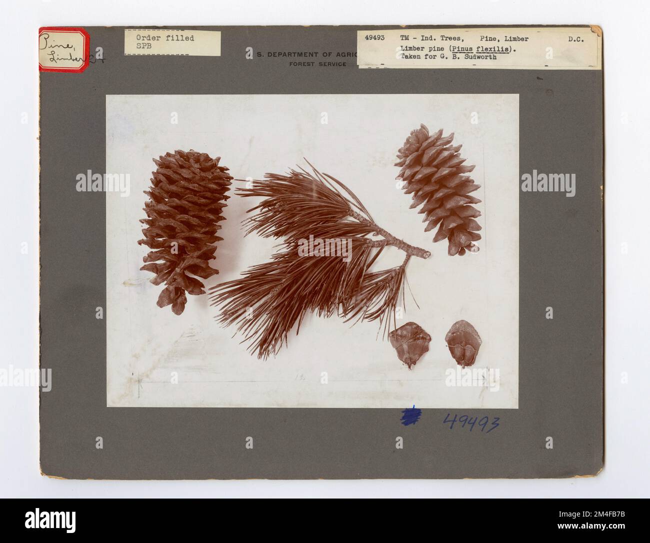 Tree Identification - Pine, Limber. Photographs Relating to National ...