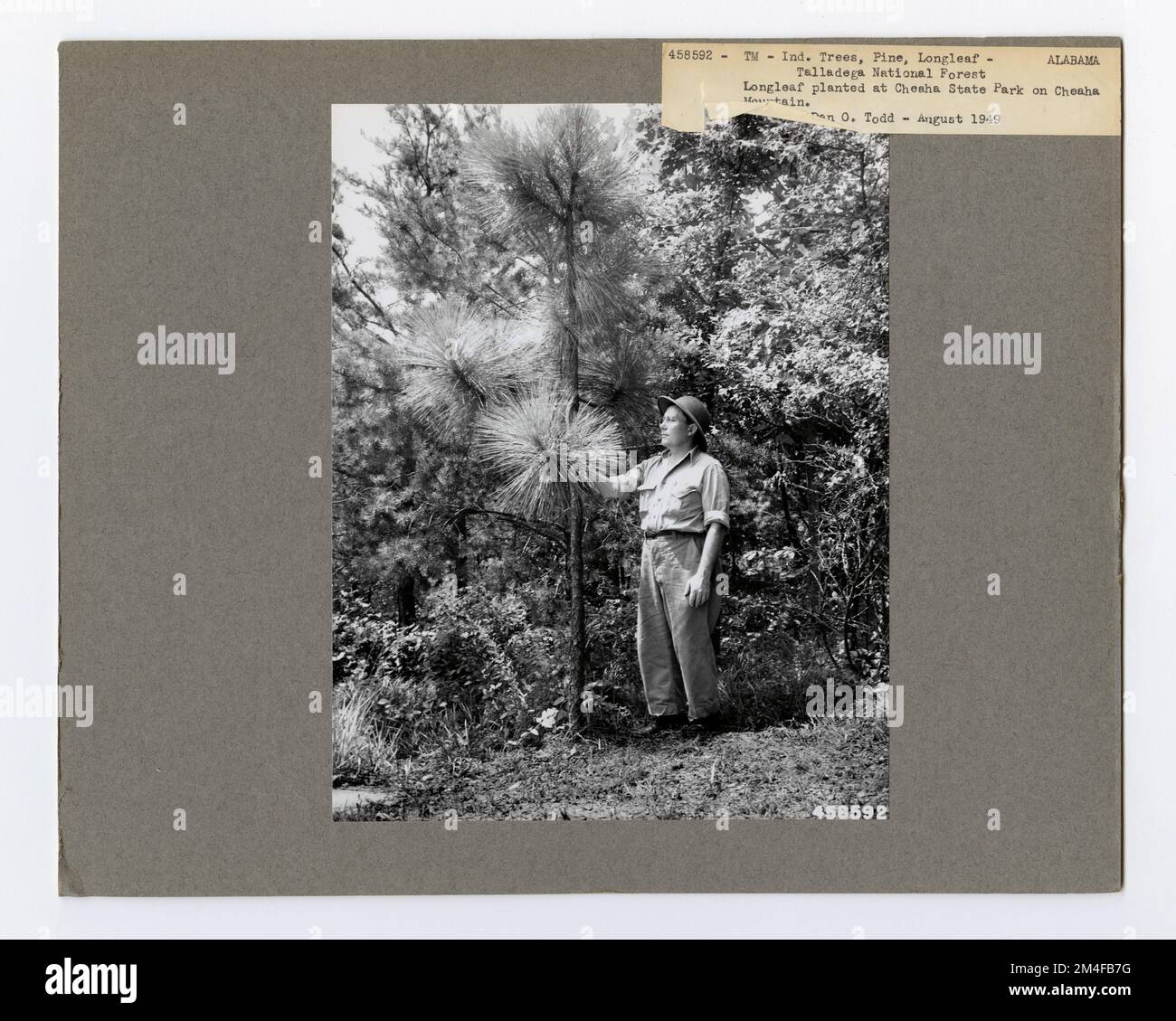 Tree Identification - Pine, Longleaf. Photographs Relating to National ...