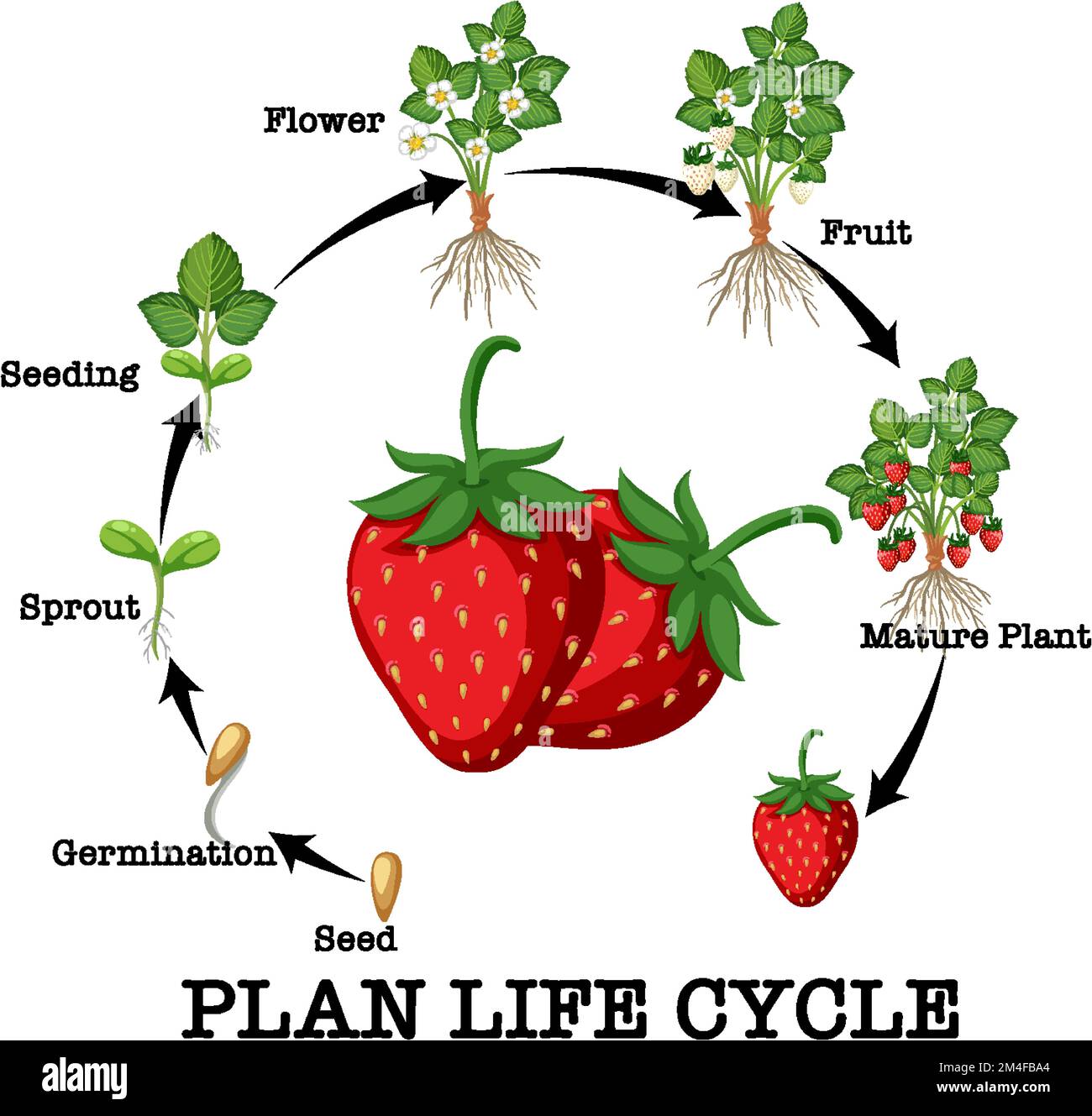 Life Cycle Of Strawberry Diagram Illustration Stock Vector Image And Art Alamy