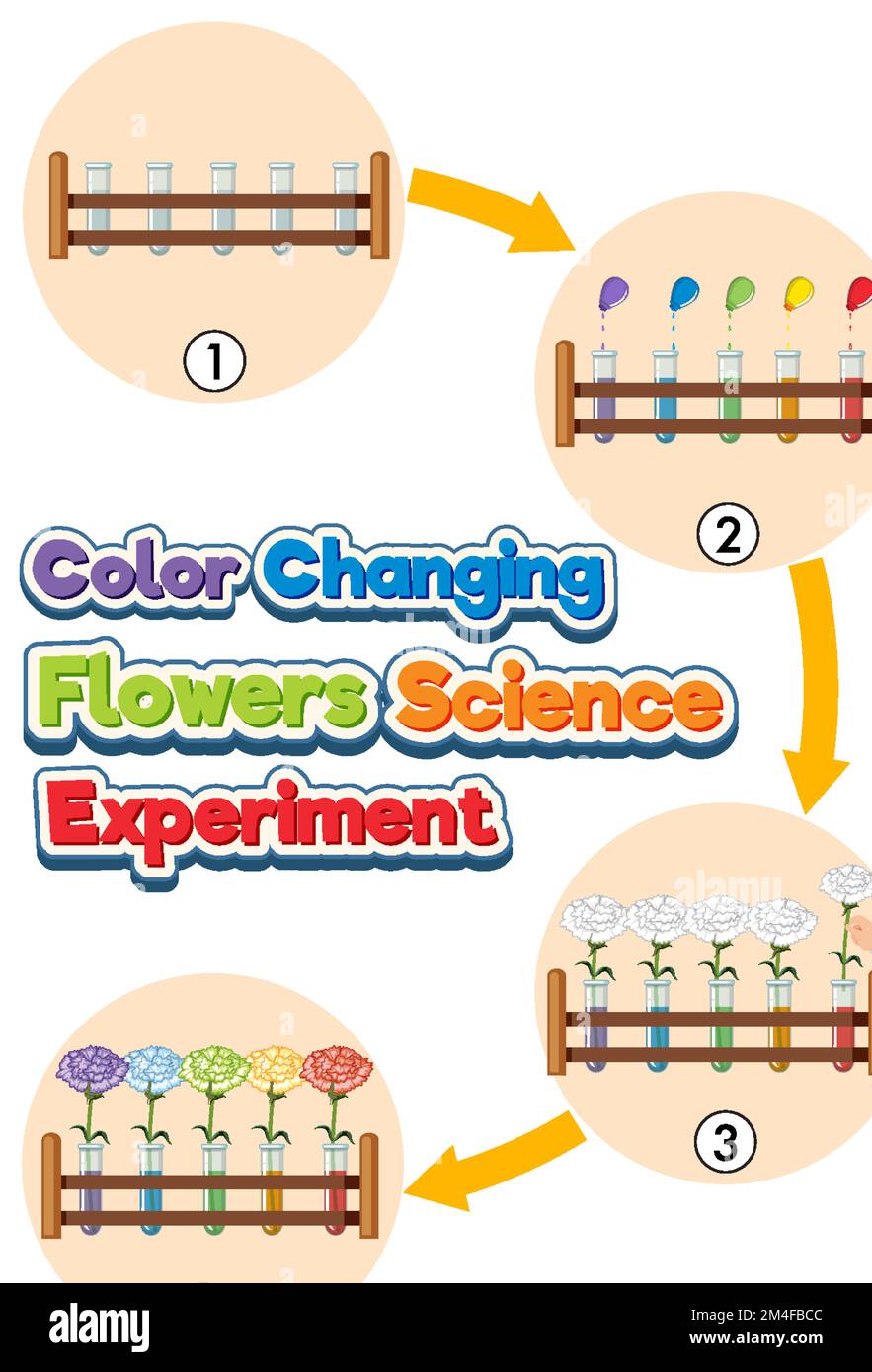 Color Changing Flowers Science Experiment illustration Stock Vector ...