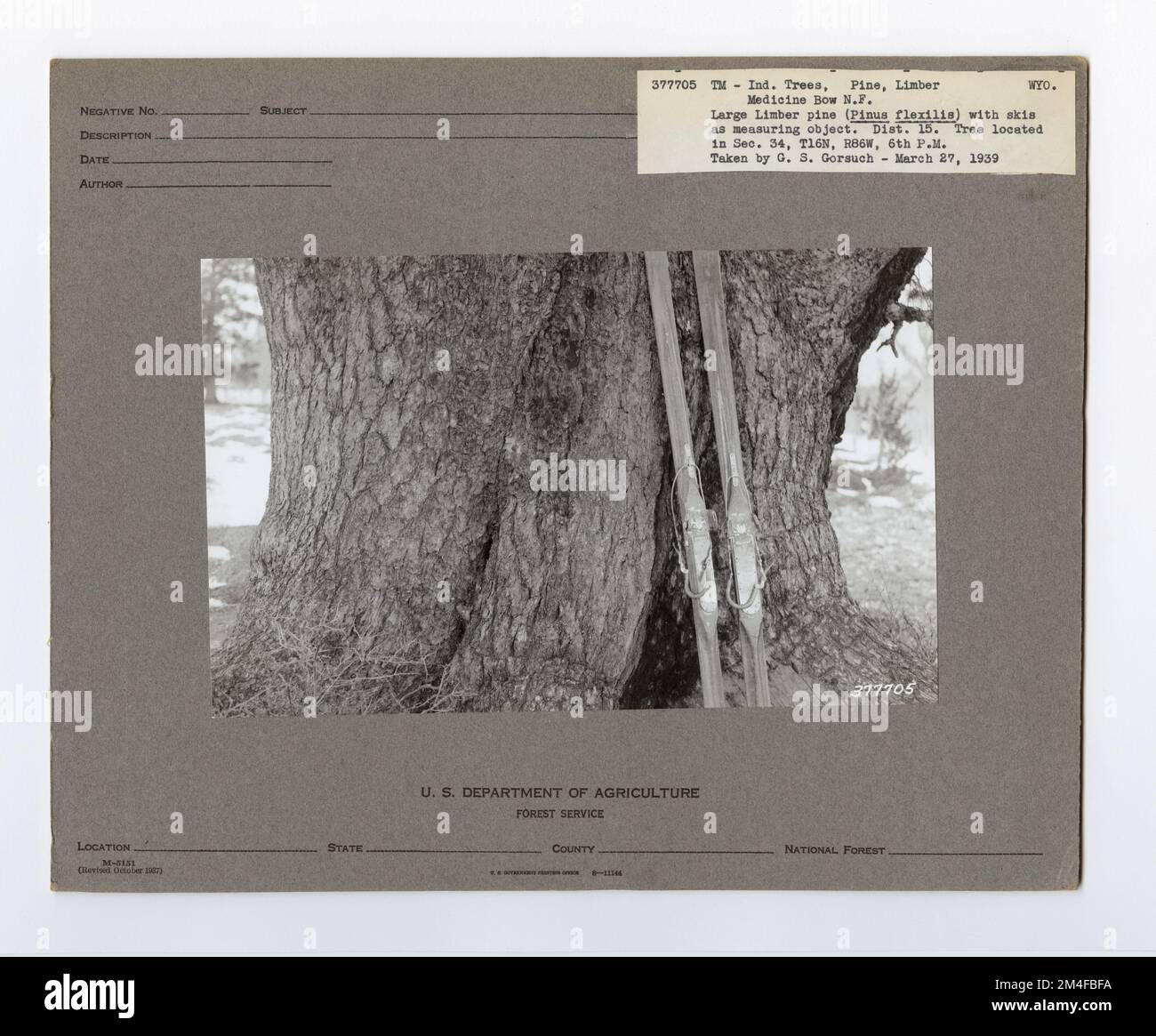 Tree Identification - Pine, Limber. Photographs Relating to National ...