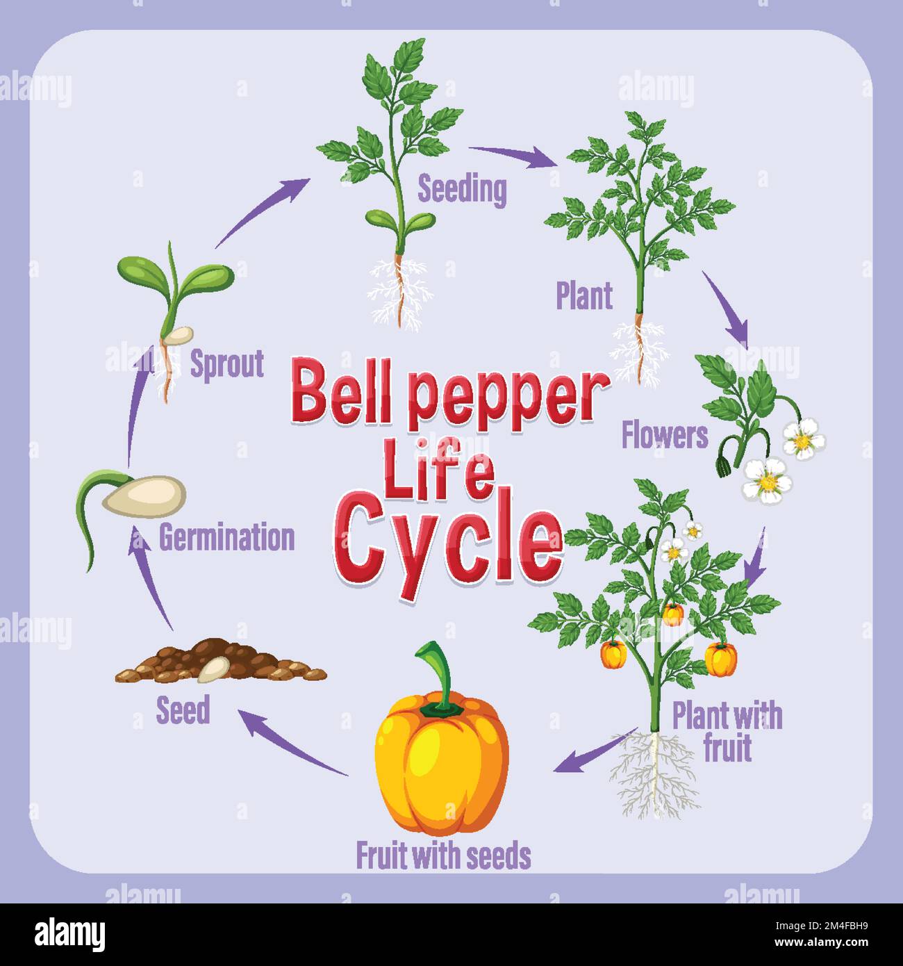 Life cycle of a bell paper diagram illustration Stock Vector Image ...