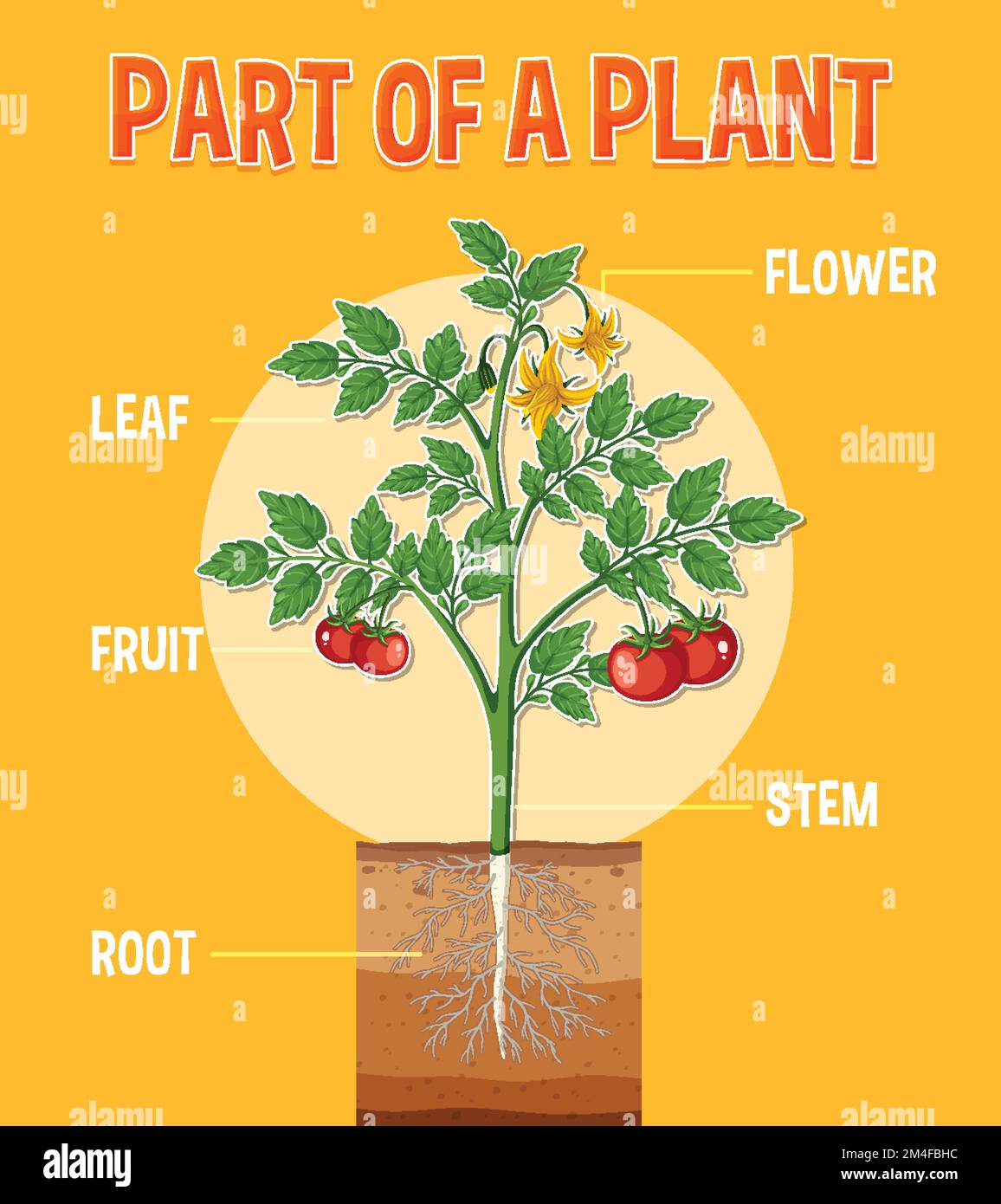 Diagram showing parts of a plant illustration Stock Vector Image & Art ...