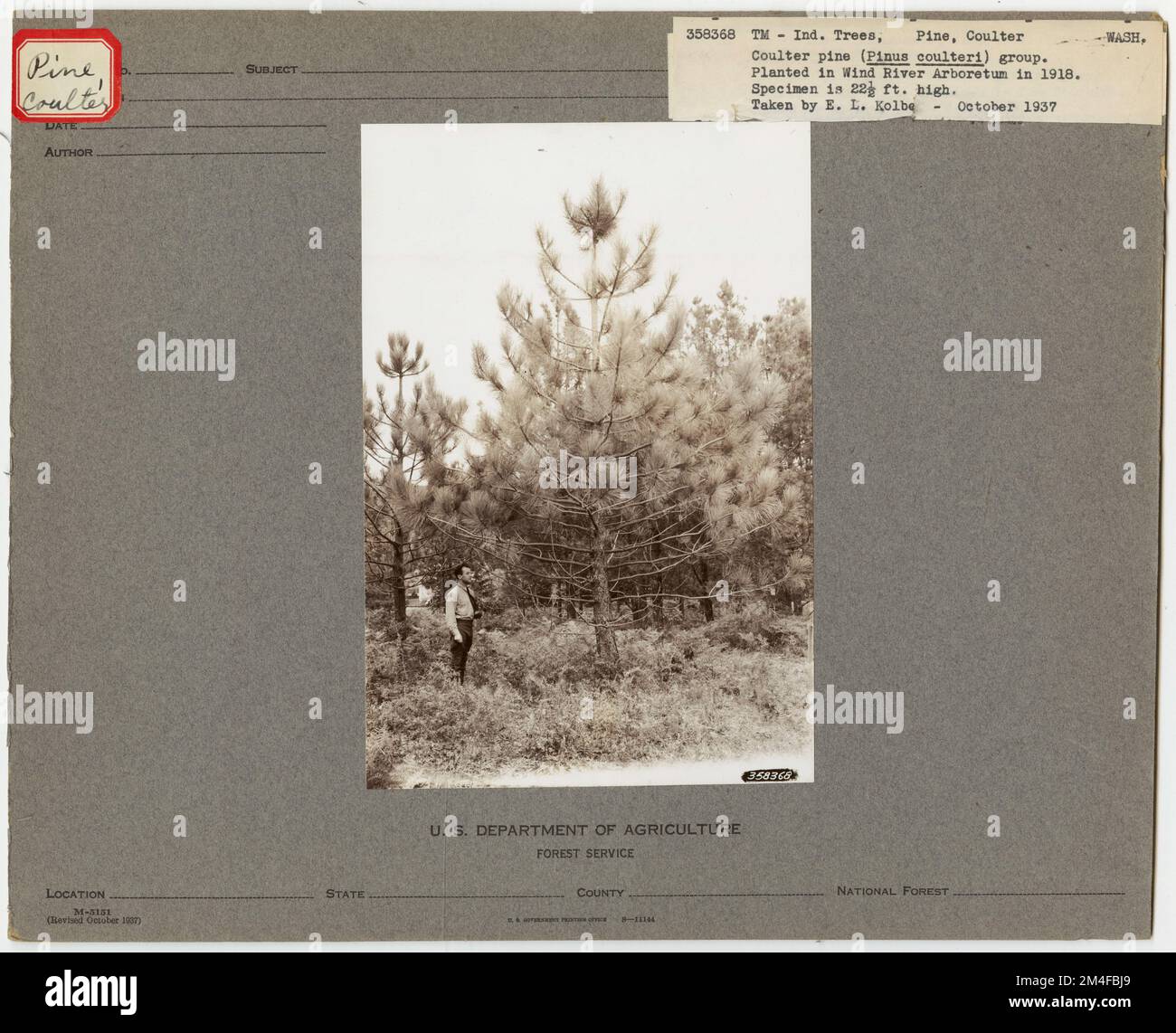 Tree Identification - Pine, Coulter. Photographs Relating to National ...