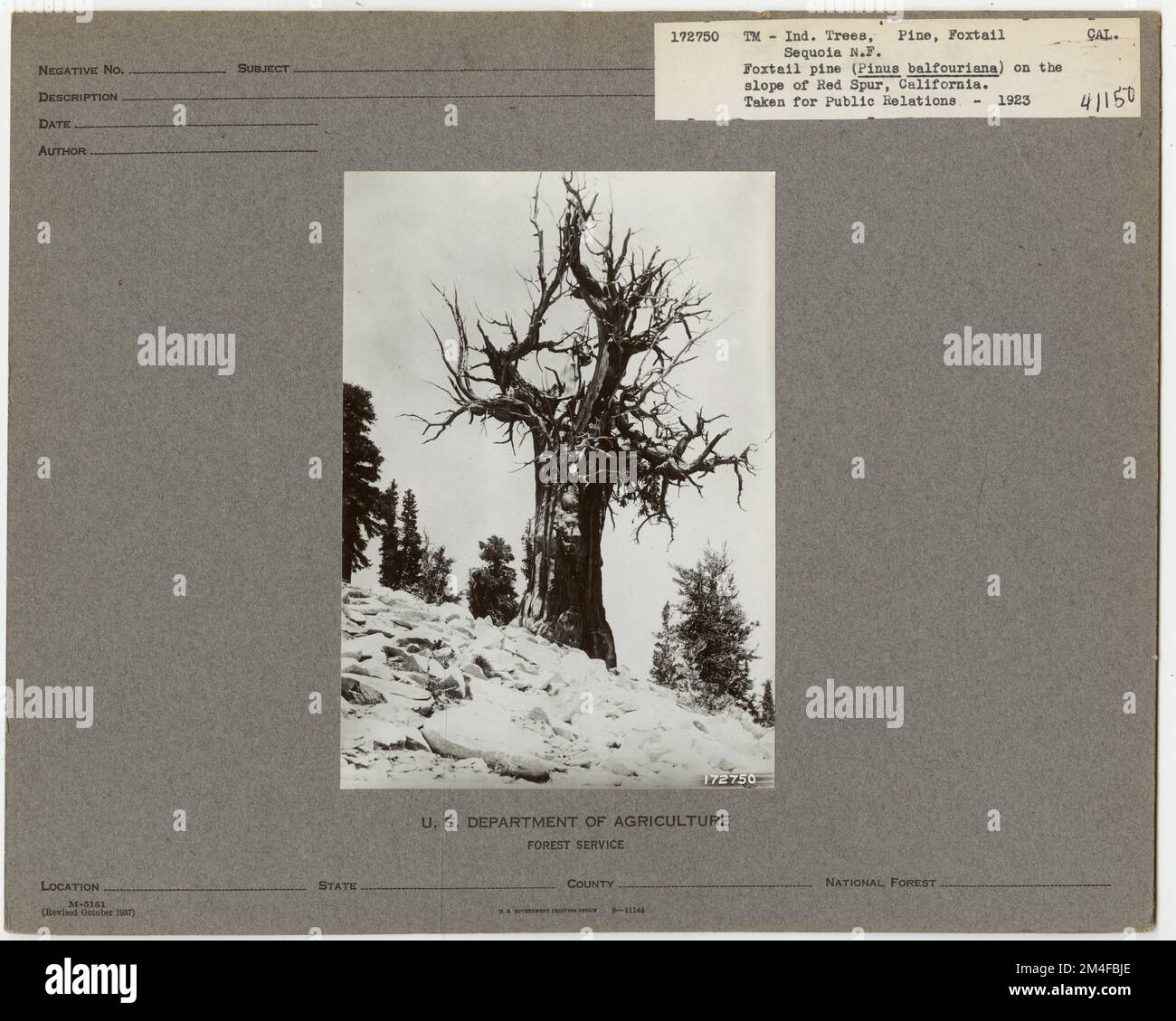 Tree Identification - Pine, Foxtail. Photographs Relating to National ...