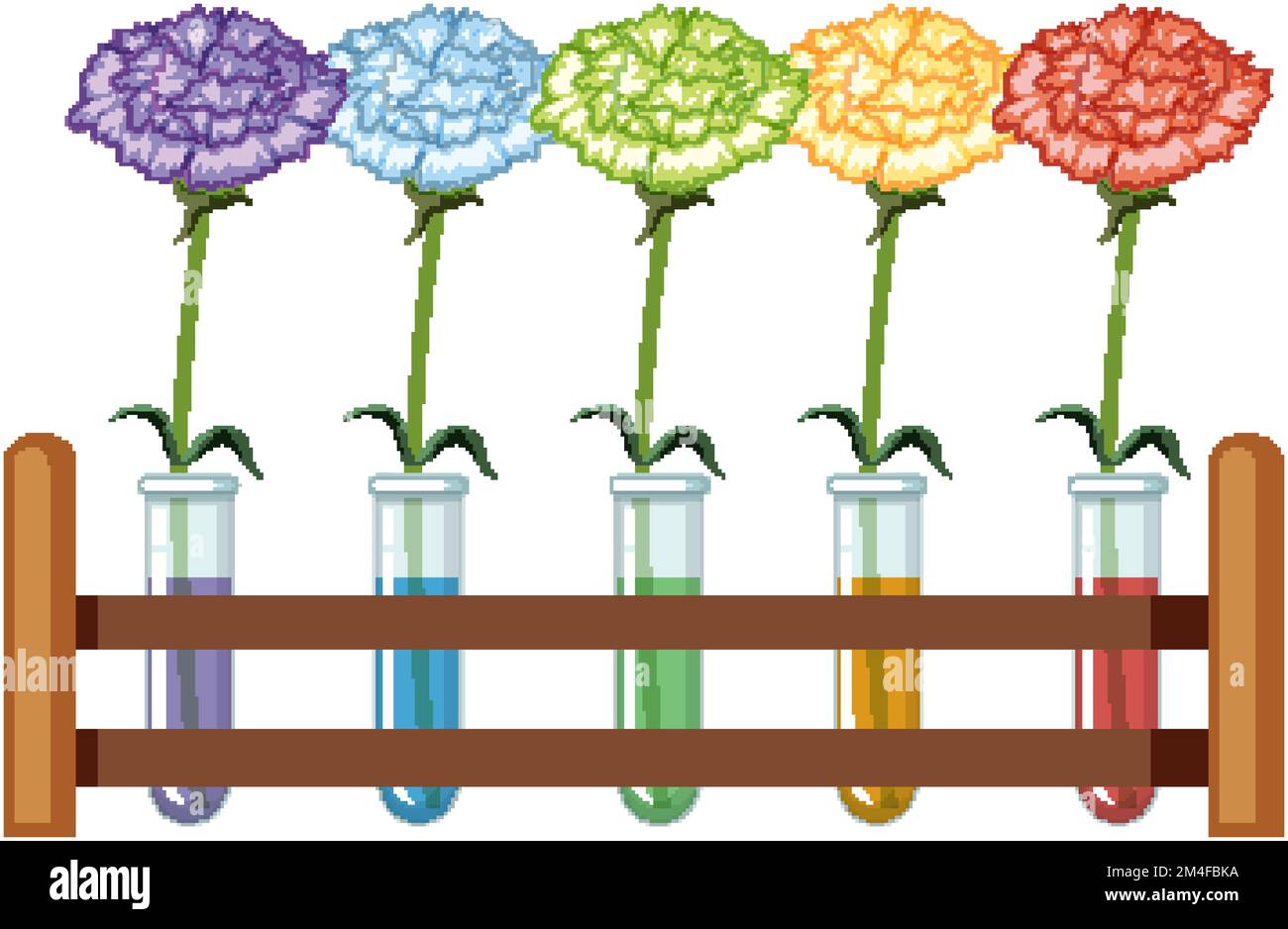 Colour changing flower science experiment illustration Stock Vector ...