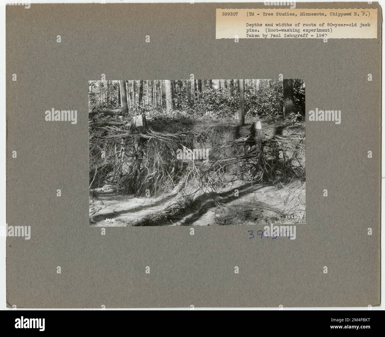 Tree Identification - Pine, Jack. Photographs Relating to National ...