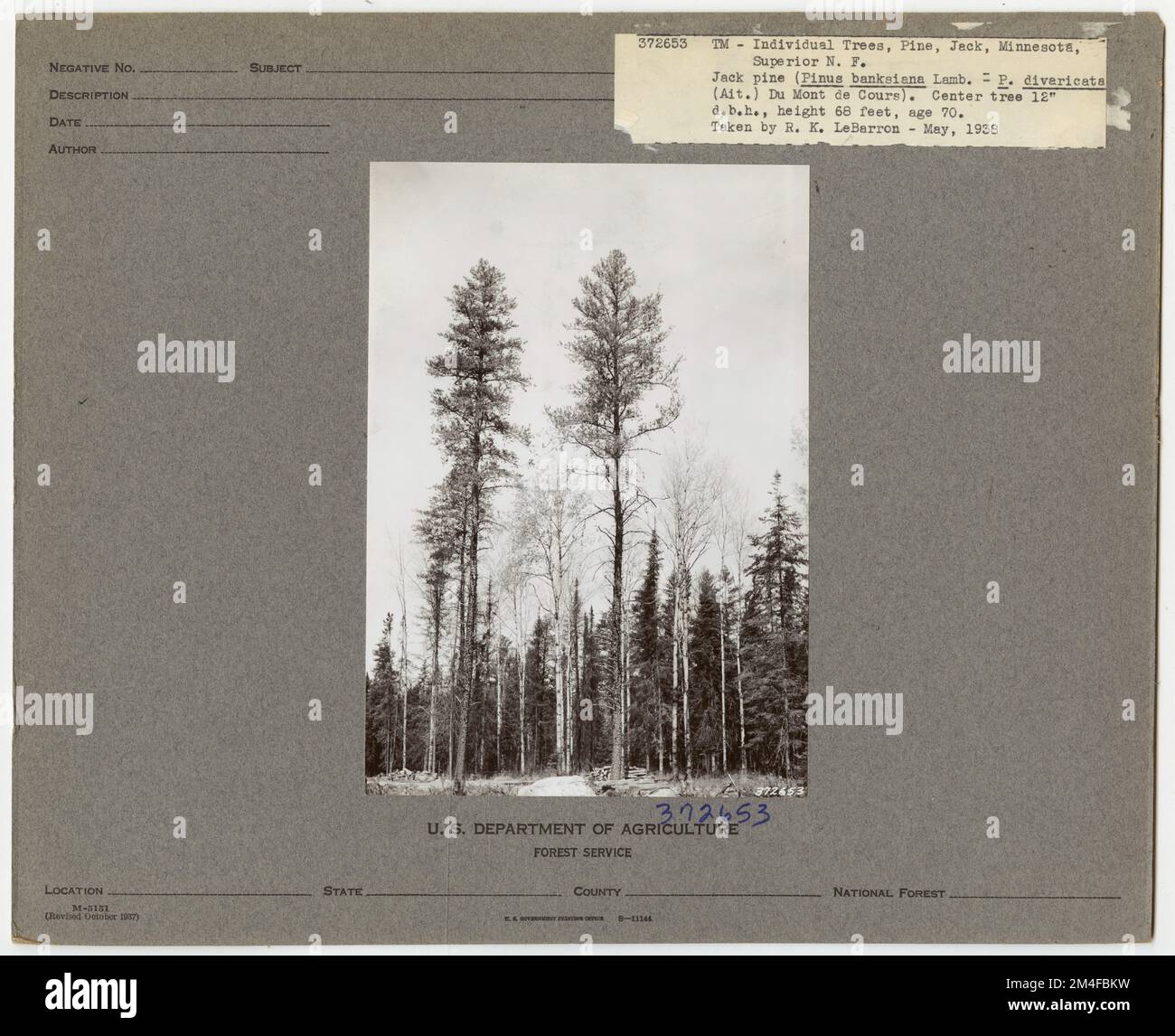 Tree Identification - Pine, Jack. Photographs Relating to National ...