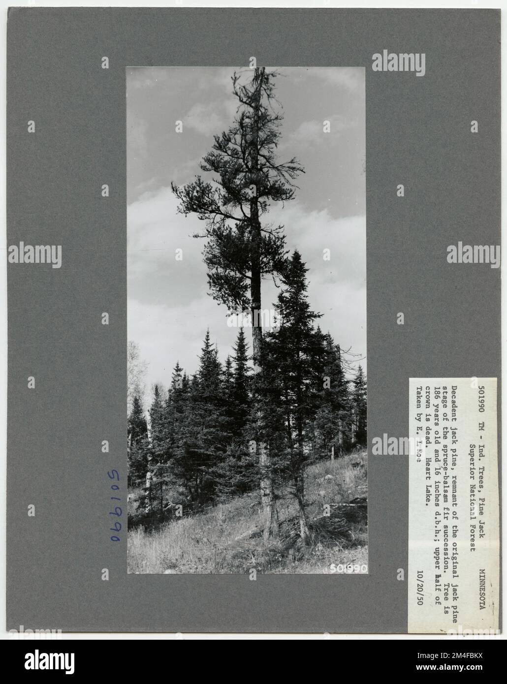 Tree Identification - Pine, Jack. Photographs Relating to National ...
