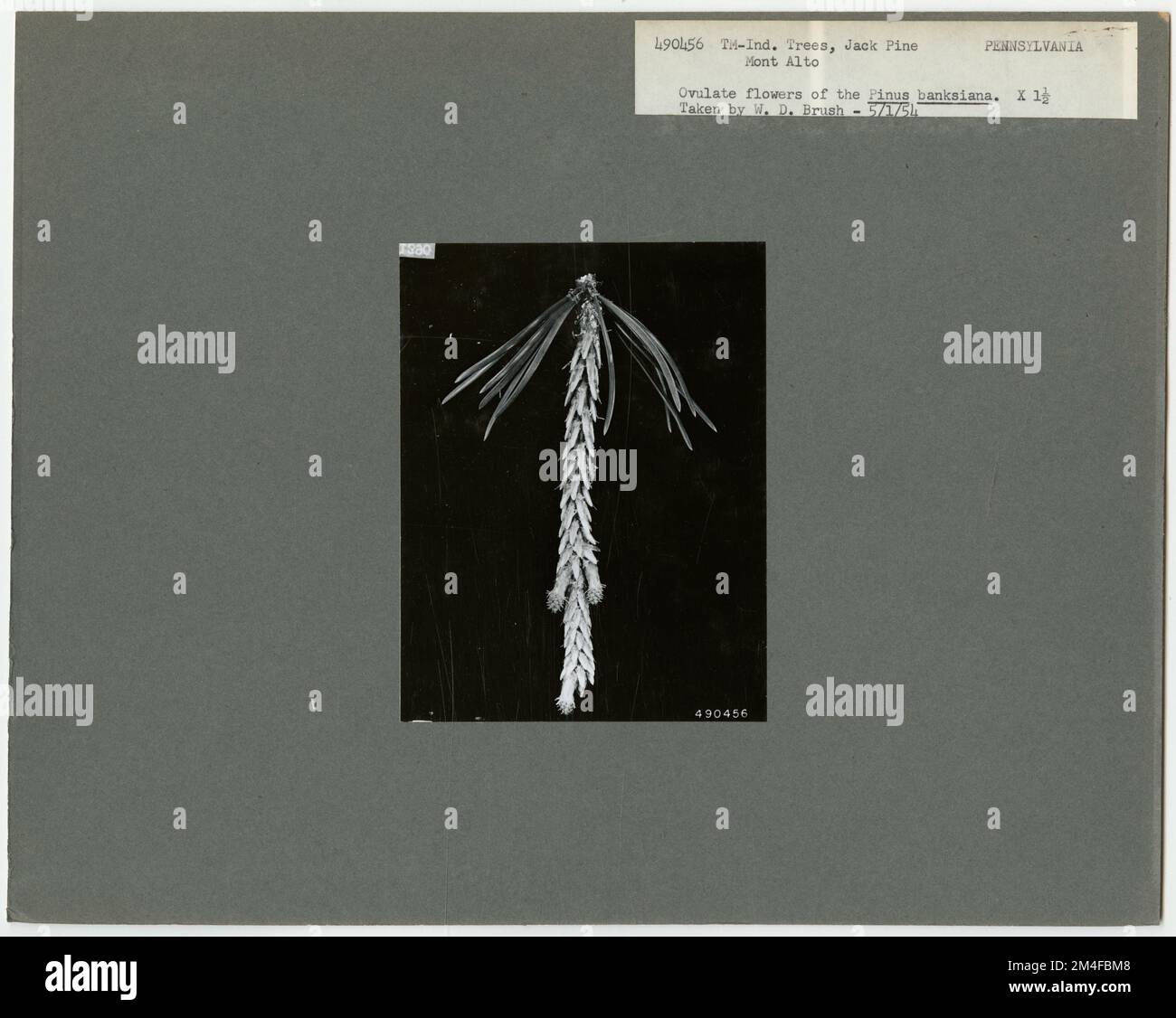 Tree Identification - Pine, Jack. Photographs Relating to National ...