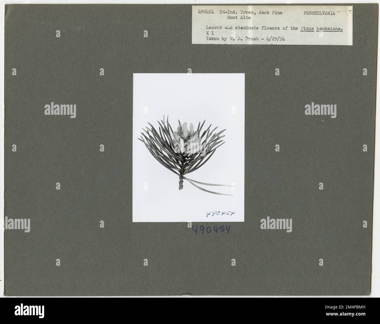 Tree Identification - Pine, Jack. Photographs Relating to National ...