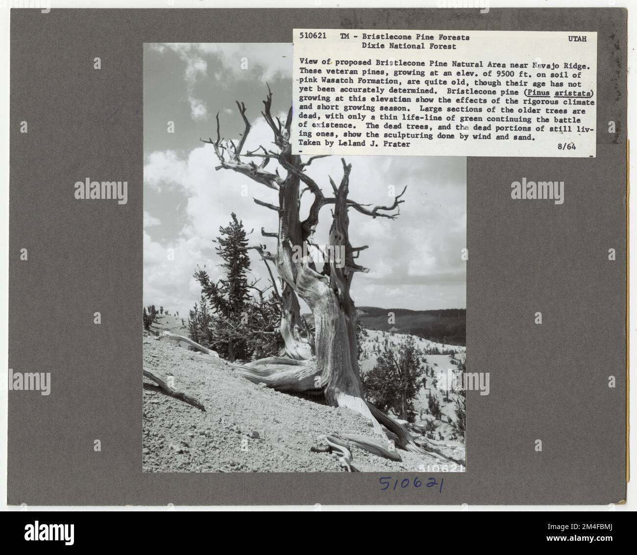 Tree Identification - Pine, Bristlecone. Photographs Relating to ...