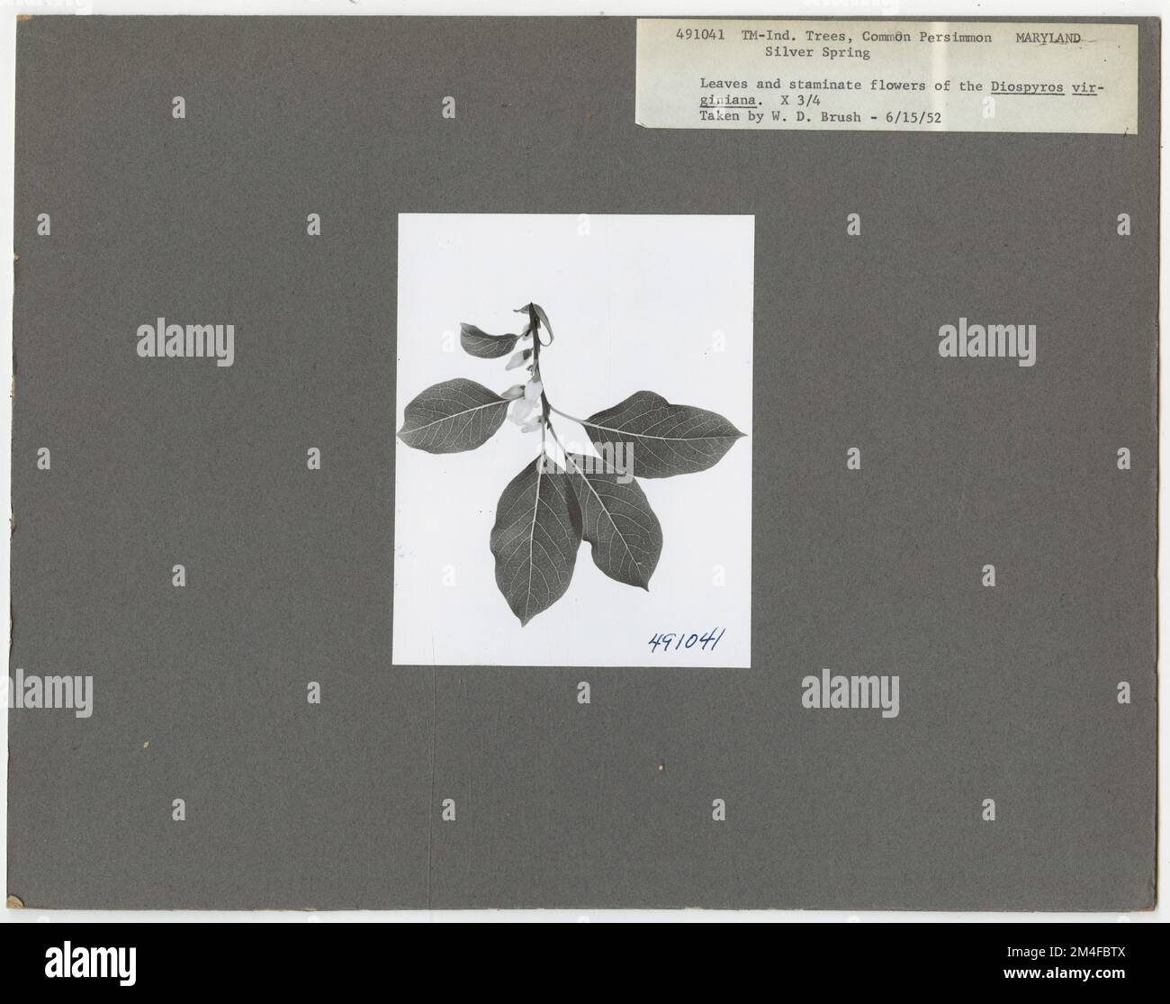 Tree Identification - Persimmon. Photographs Relating to National ...