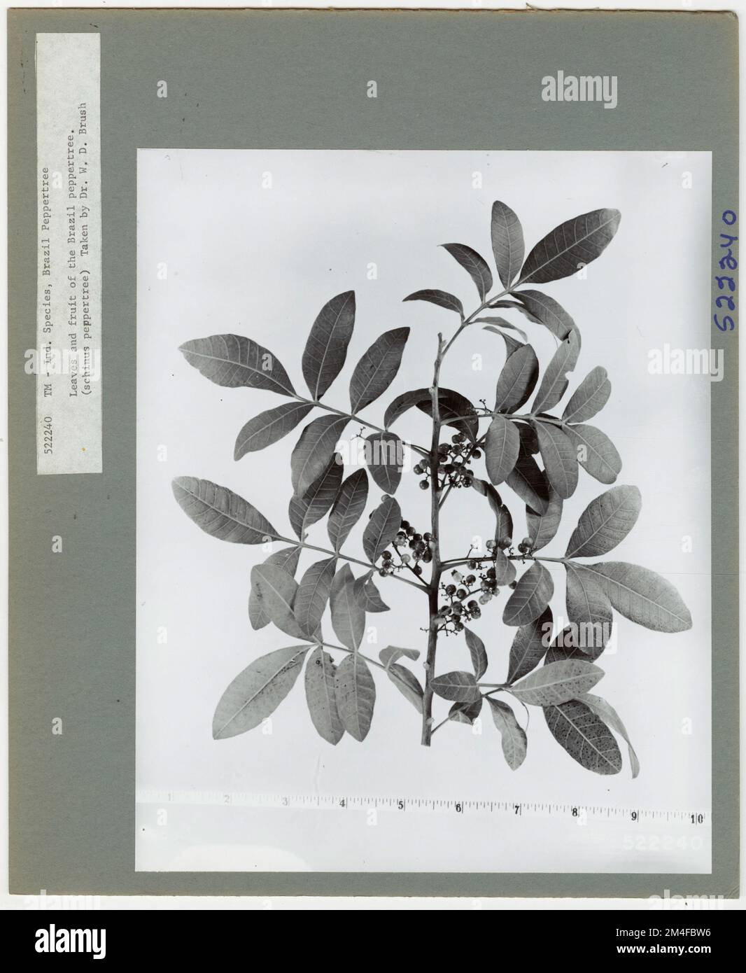 Tree Identification - Peppertree, Brazil. Photographs Relating to ...