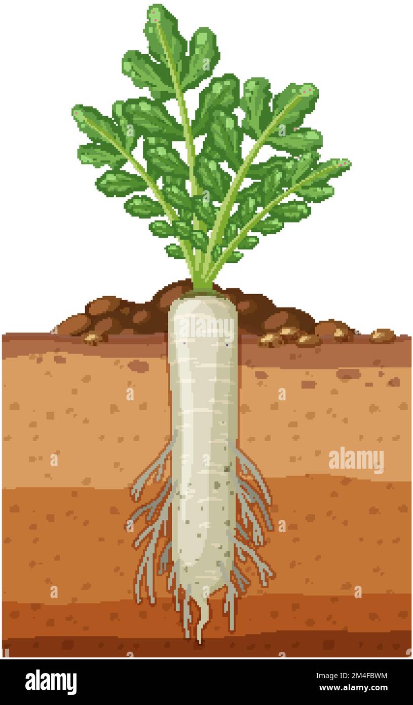 Daikon plant with root system illustration Stock Vector Image & Art - Alamy