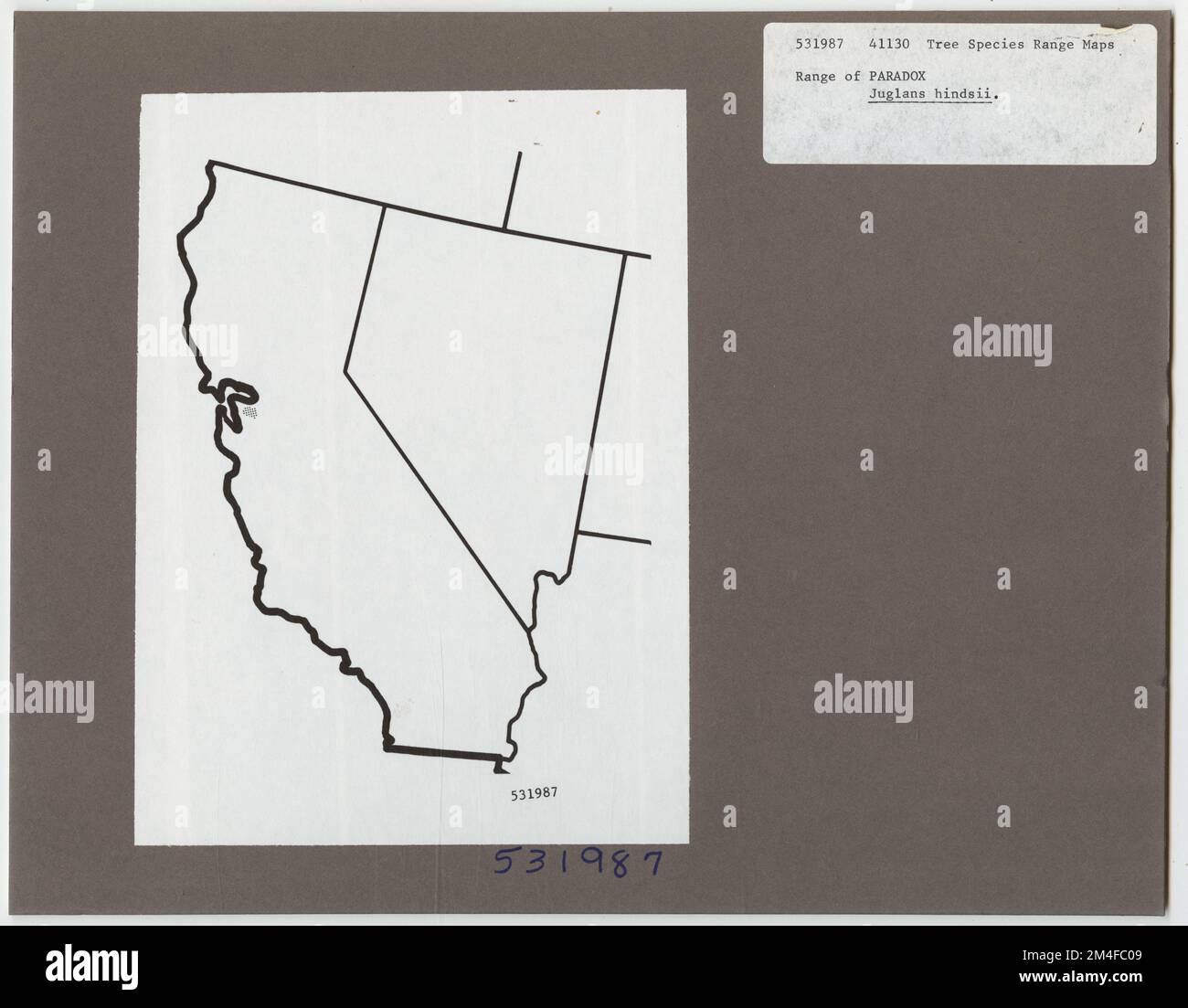 Tree Identification - Paradox. Photographs Relating to National Forests ...
