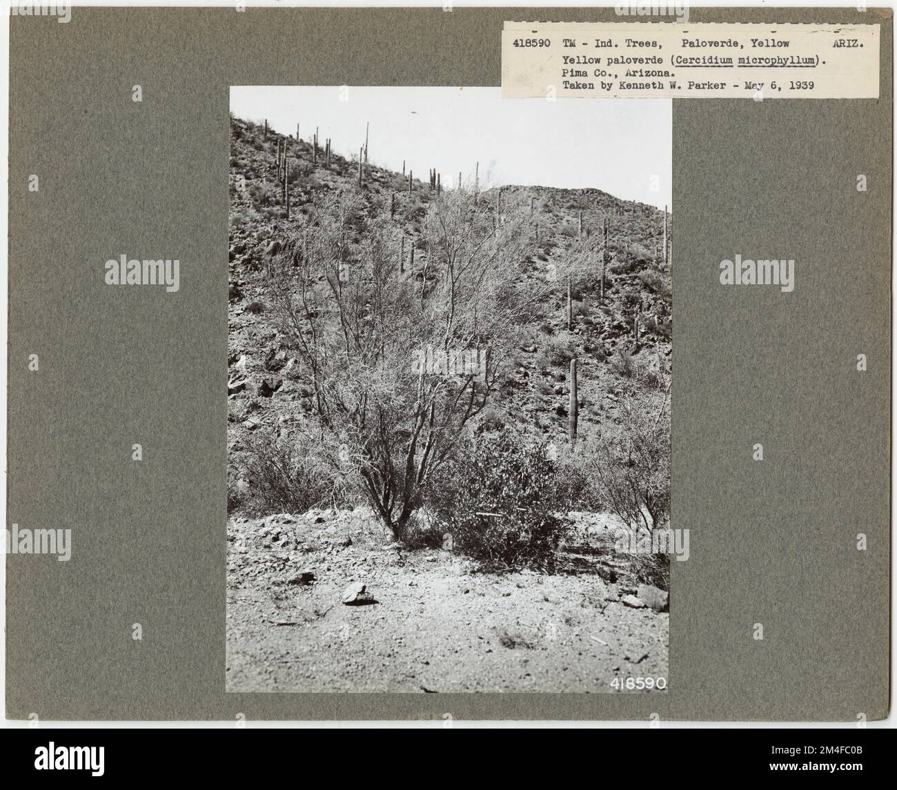 Tree Identification - Paloverde. Photographs Relating to National ...