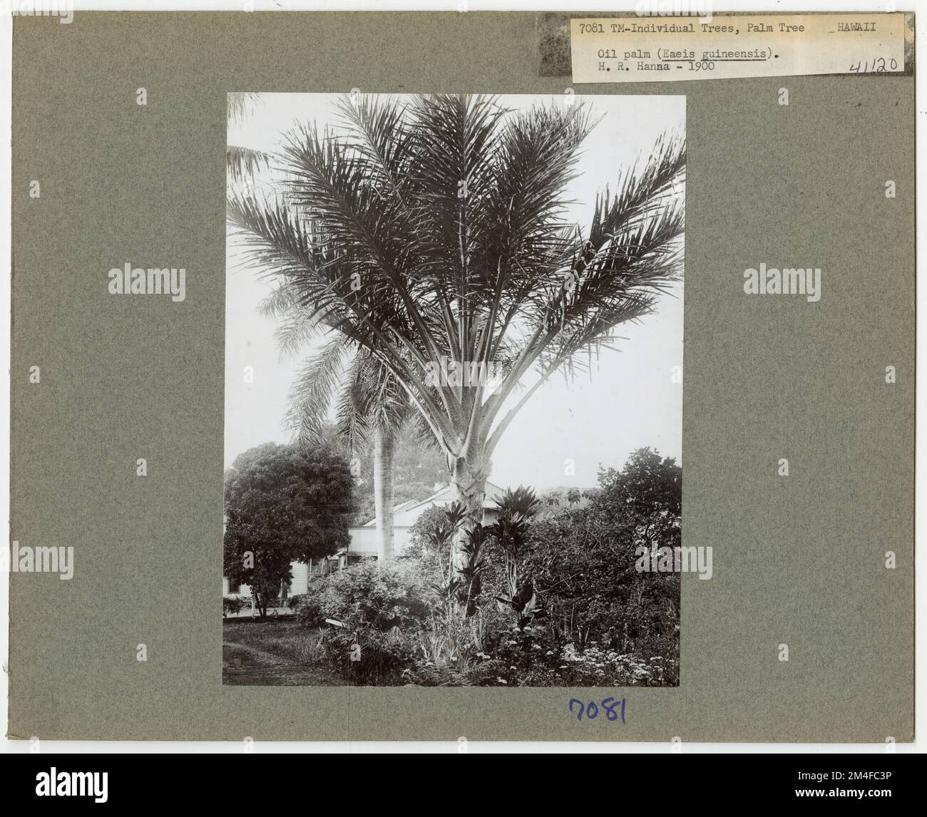 Hawaiian Plants And Trees Identification