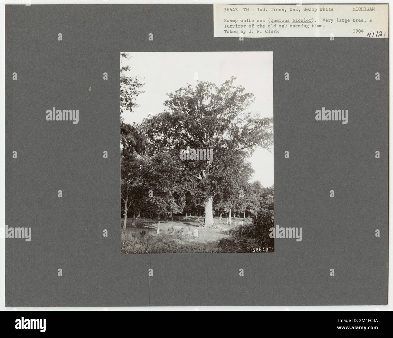 Tree Identification - Oak: Swamp White. Photographs Relating to ...