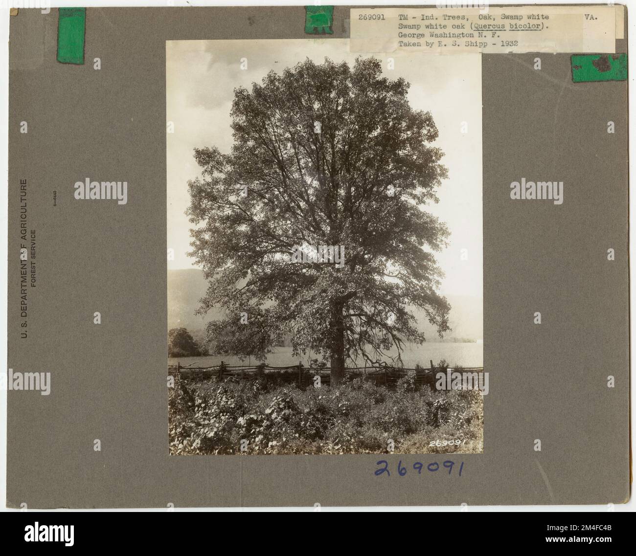 Tree Identification - Oak: Swamp White. Photographs Relating to ...