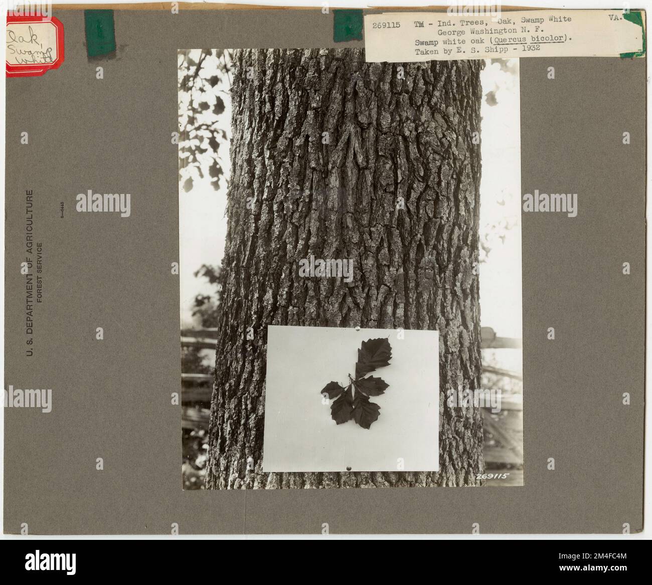 Tree Identification - Oak: Swamp White. Photographs Relating to ...
