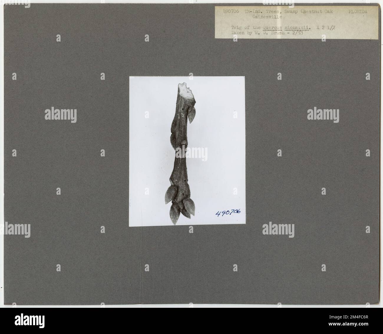 Tree Identification - Oak: Swamp Chestnut. Photographs Relating to ...