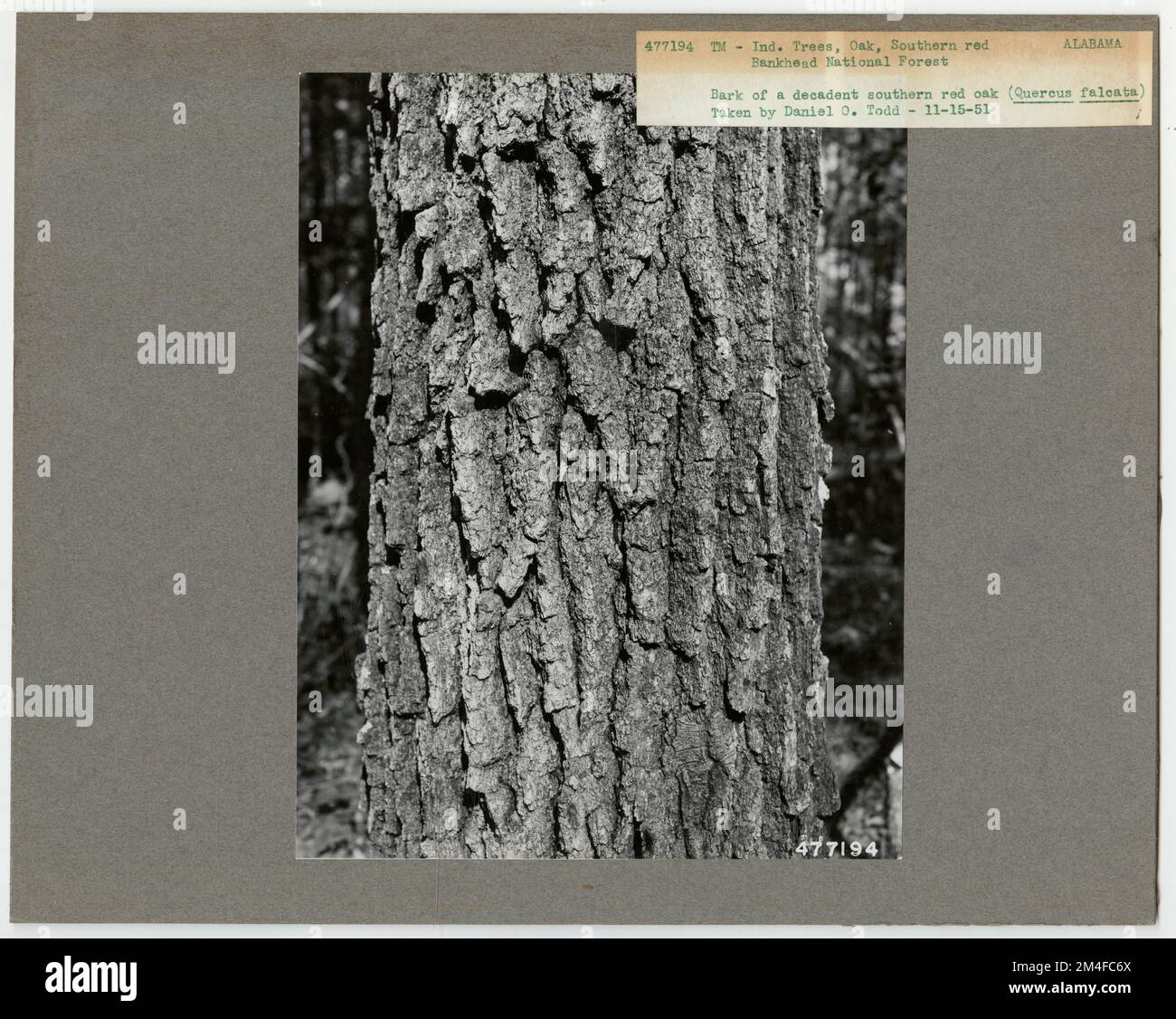 Tree Identification - Oak: Southern Red. Photographs Relating to ...