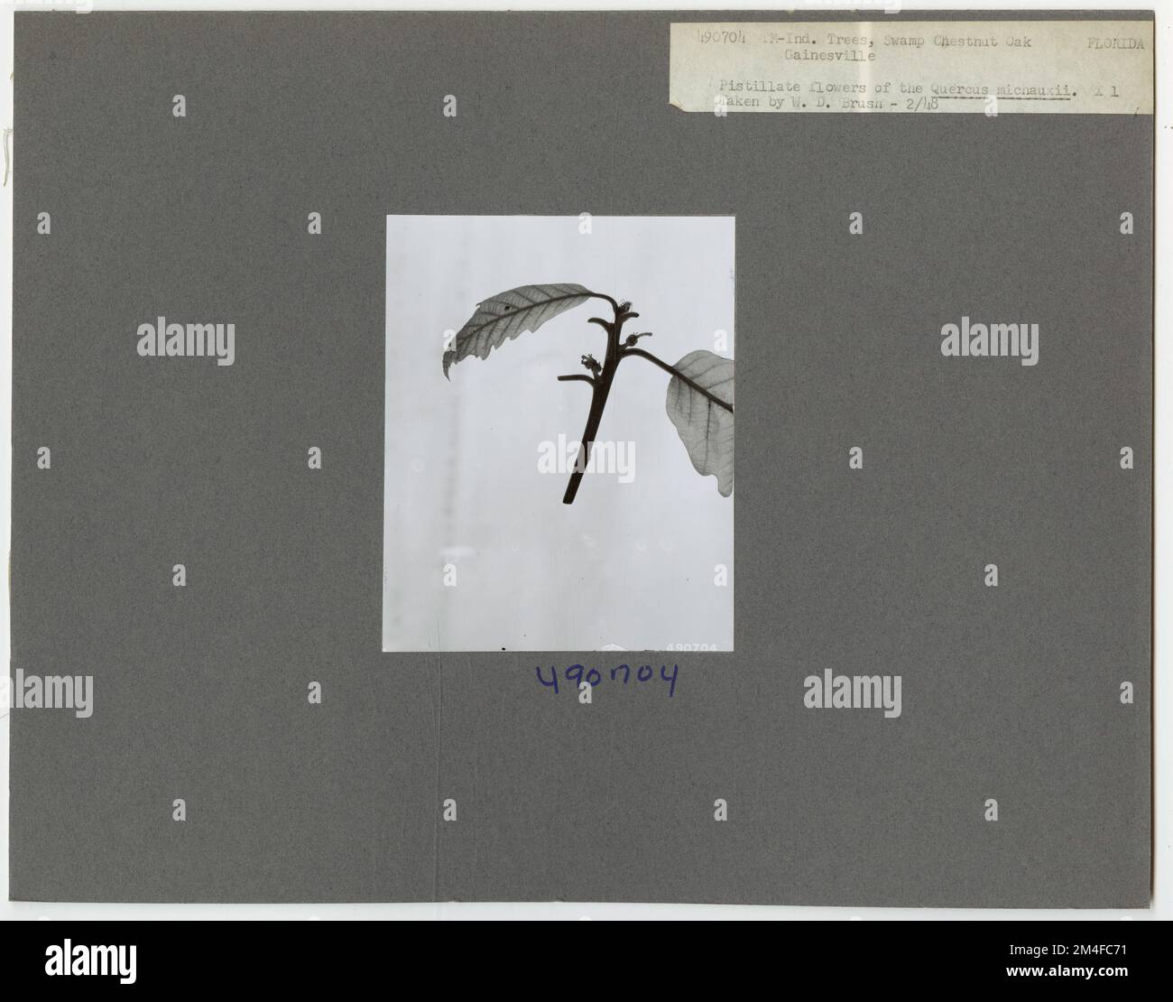 Swamp chestnut oak tree hi-res stock photography and images - Alamy