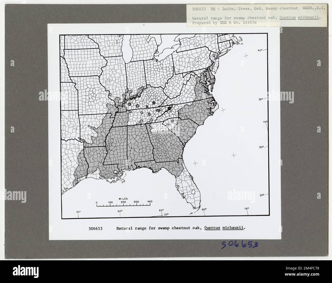 Swamp chestnut oak tree hi-res stock photography and images - Alamy