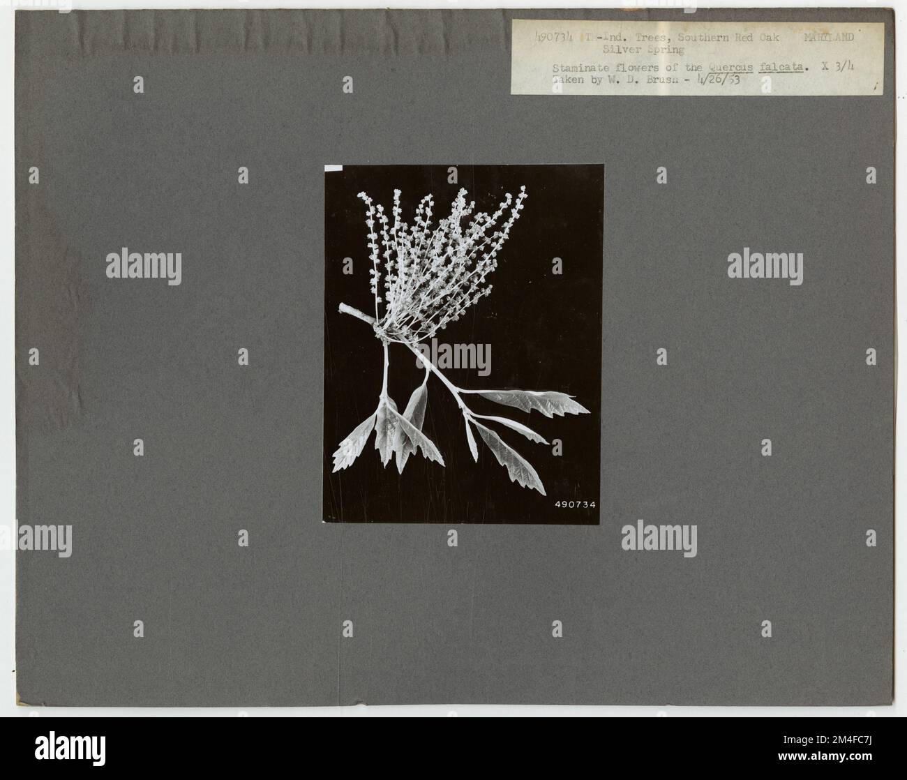 Tree Identification - Oak: Southern Red. Photographs Relating to ...