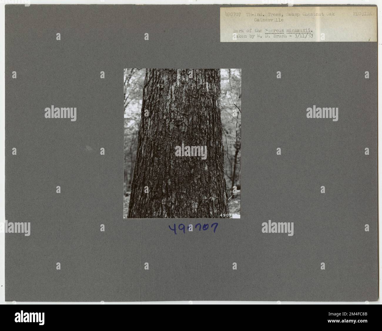 Tree Identification - Oak: Swamp Chestnut. Photographs Relating to ...