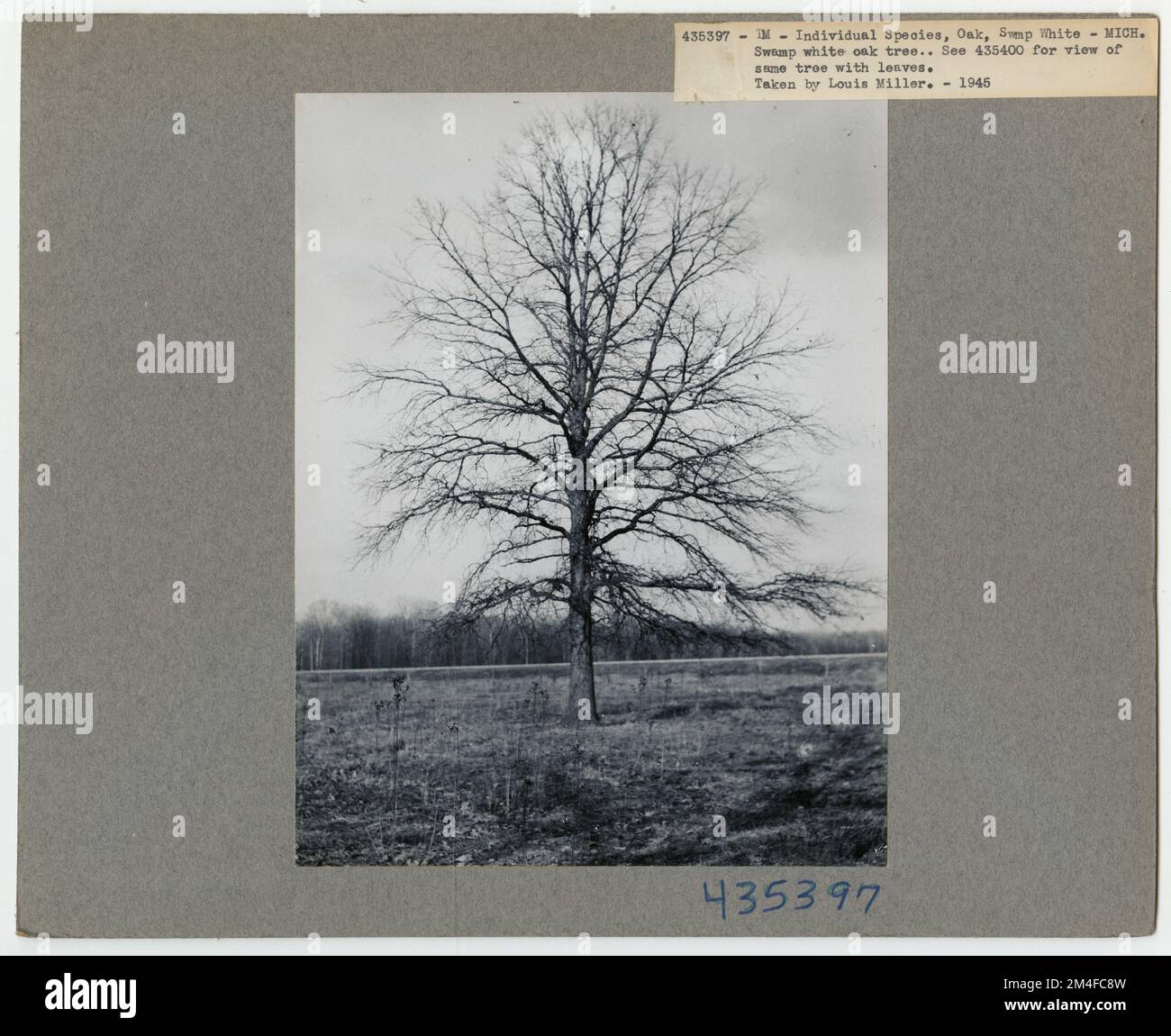 Tree Identification - Oak: Swamp White. Photographs Relating to ...
