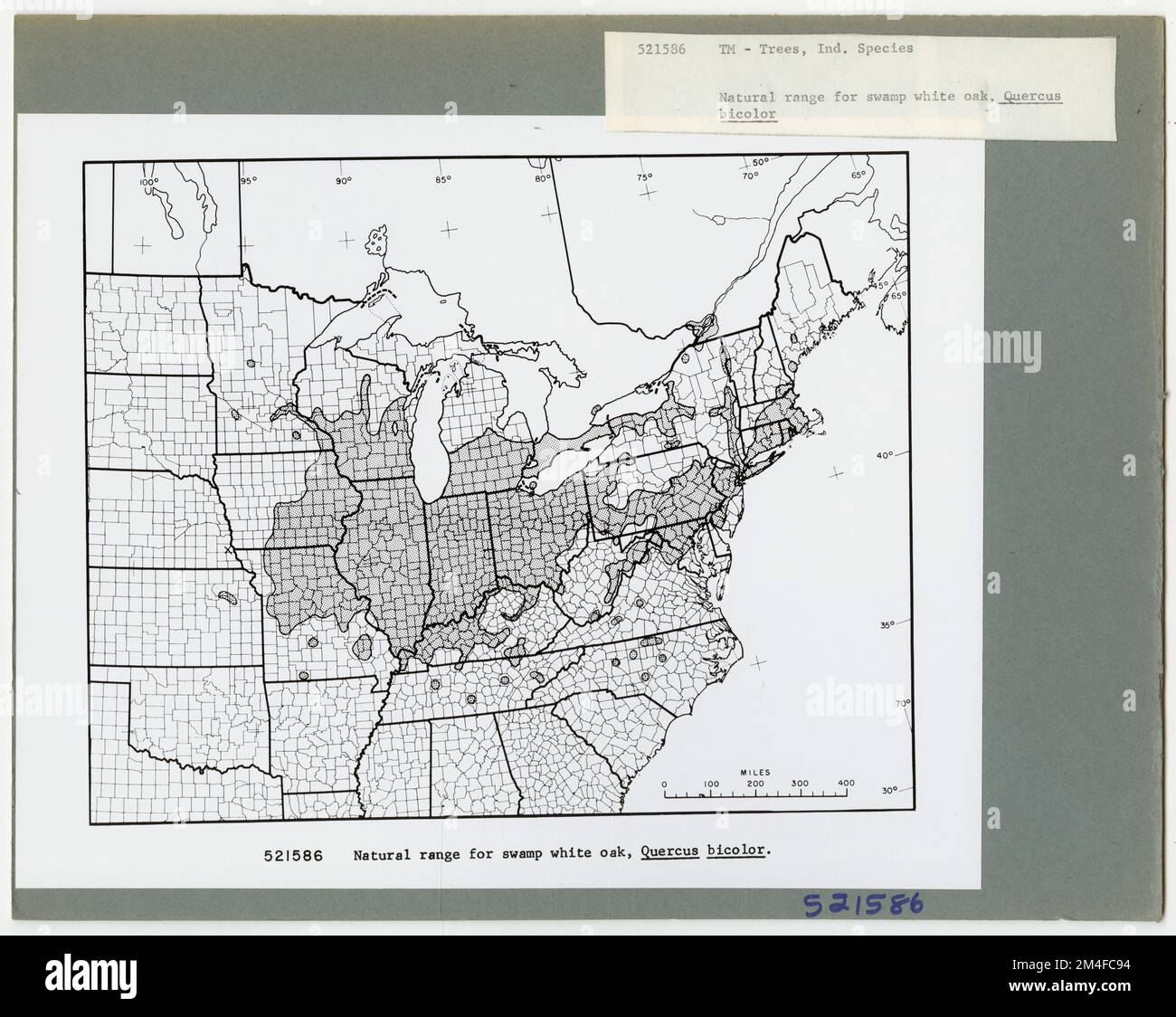 Tree Identification - Oak: Swamp White. Photographs Relating to ...