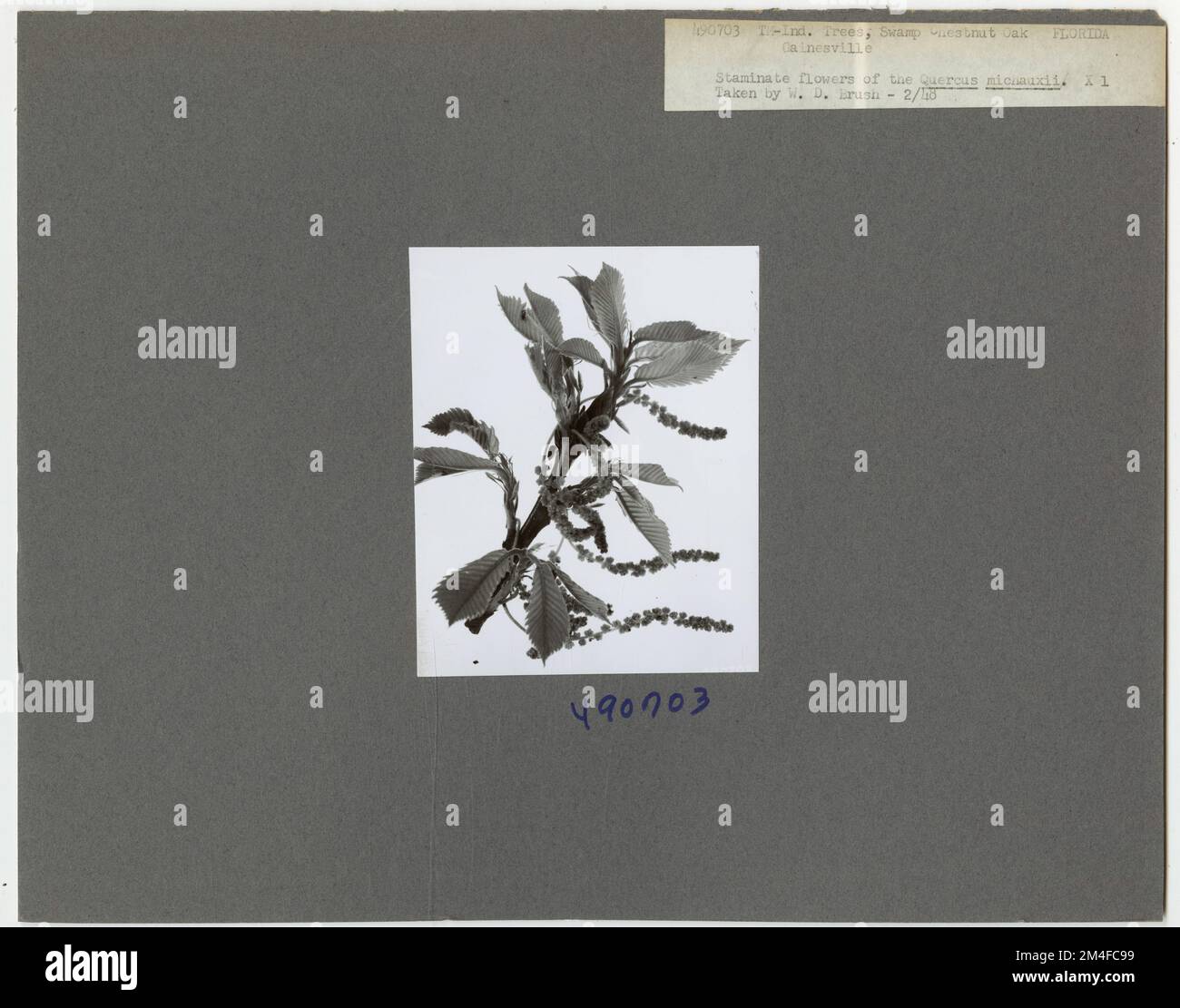 Tree Identification - Oak: Swamp Chestnut. Photographs Relating to ...