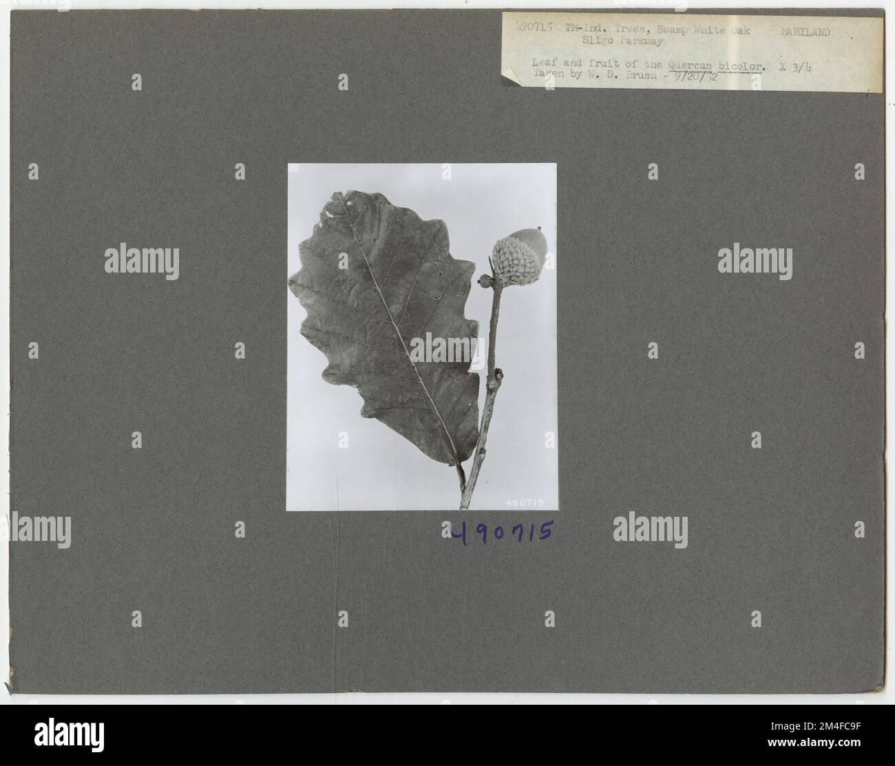 Tree Identification - Oak: Swamp White. Photographs Relating to ...