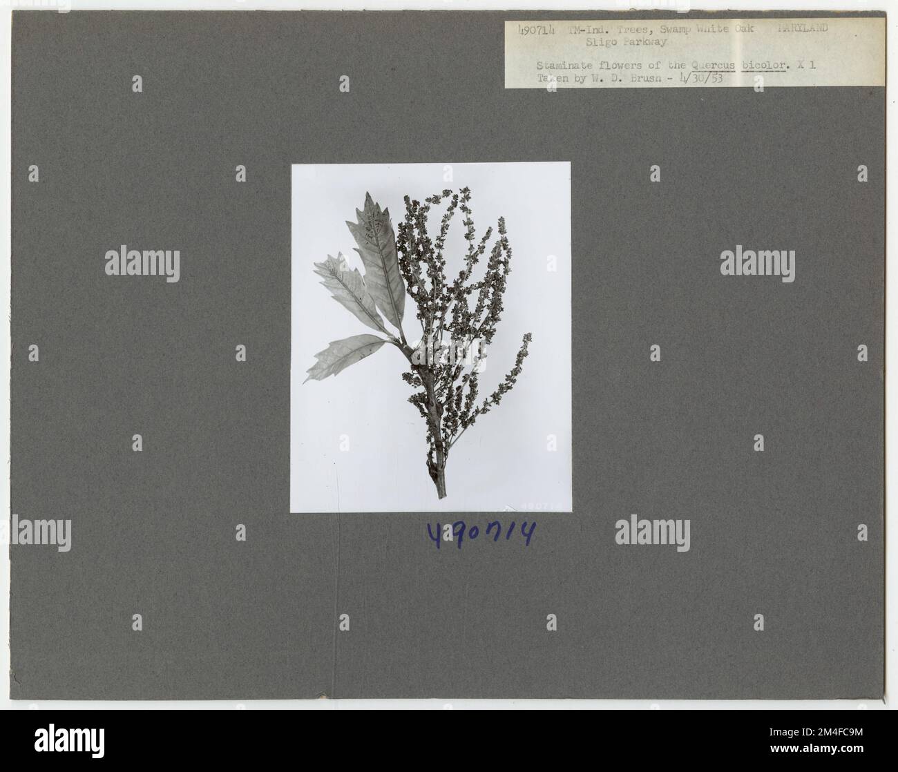 Tree Identification - Oak: Swamp White. Photographs Relating to ...