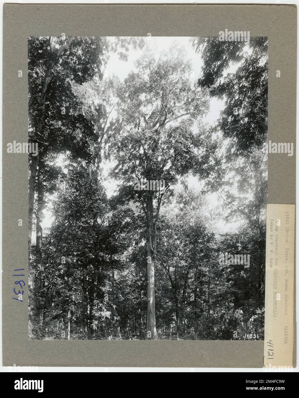 Tree Identification - Oak: Swamp Chestnut. Photographs Relating to ...