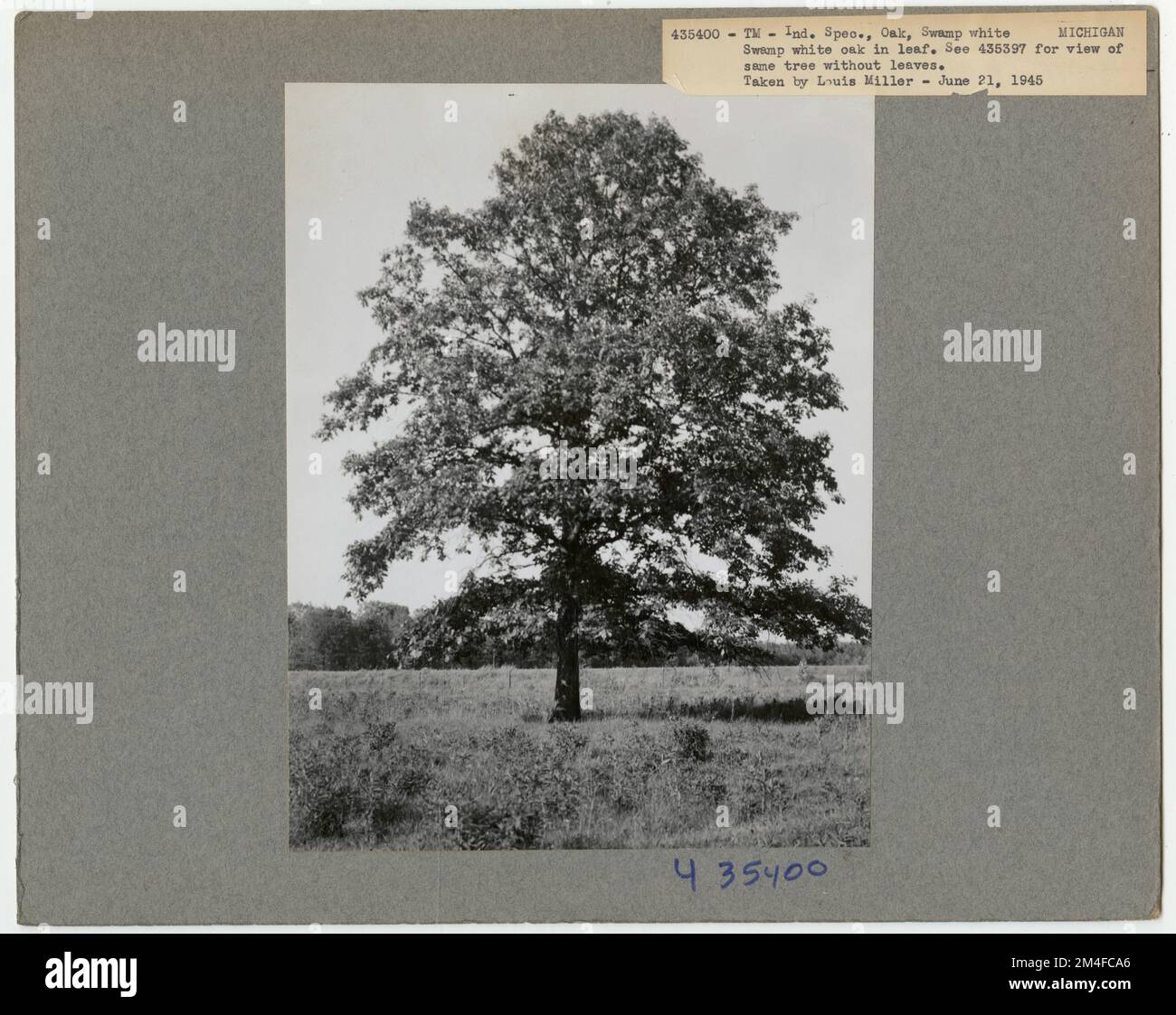 Tree Identification - Oak: Swamp White. Photographs Relating to ...