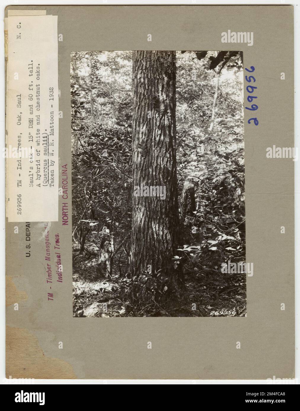 Tree Identification - Oak: Saul. Photographs Relating to National ...