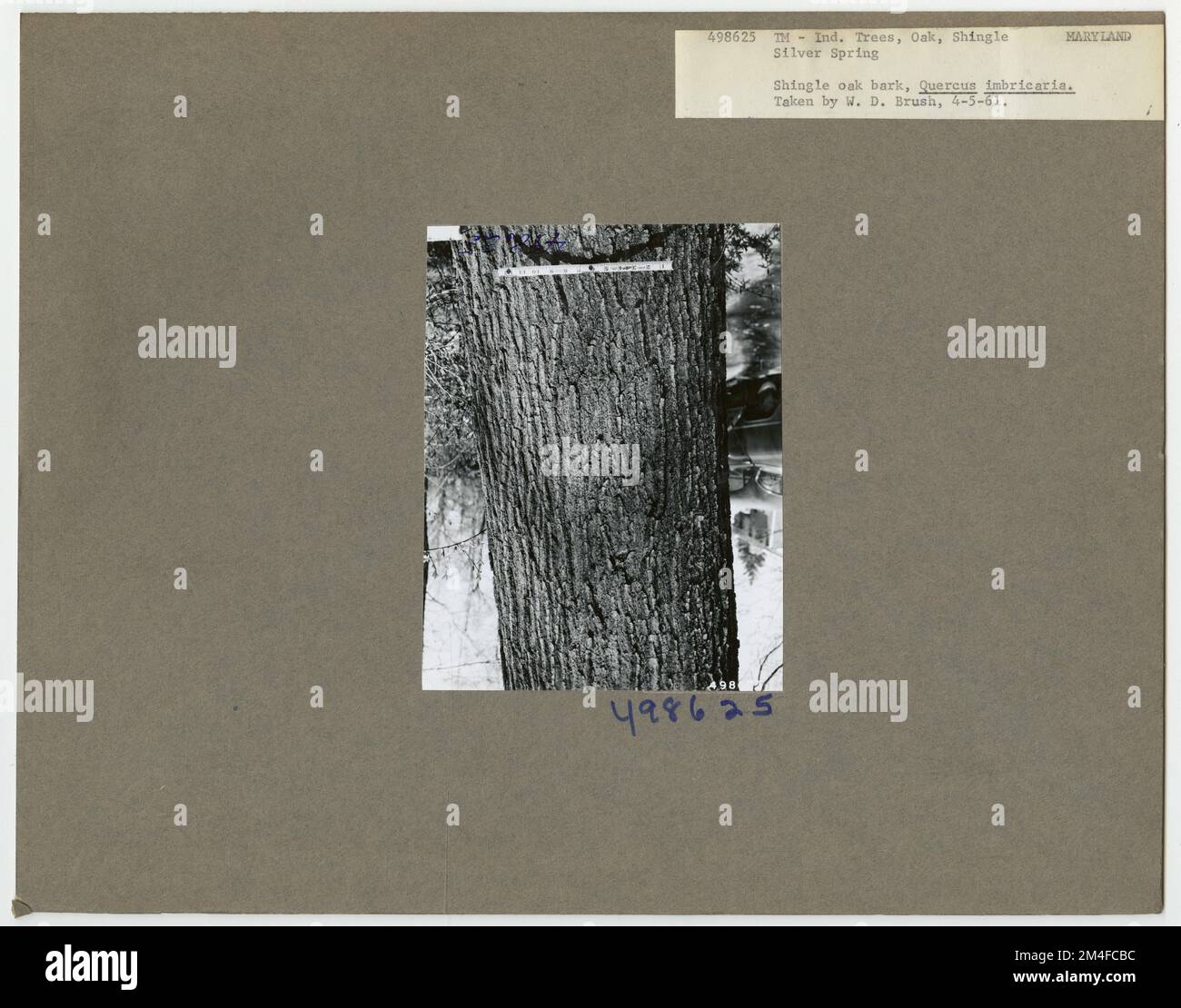 Tree Identification - Oak: Shingle. Photographs Relating to National ...