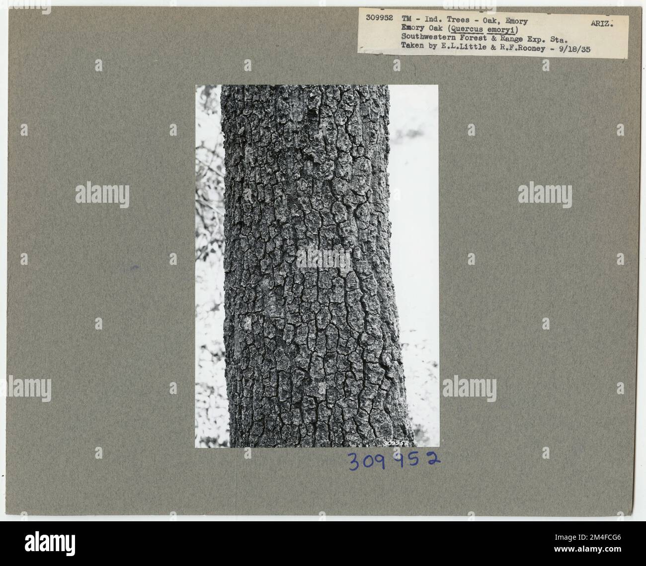 Tree Identification - Oak: Embery. Photographs Relating to National ...
