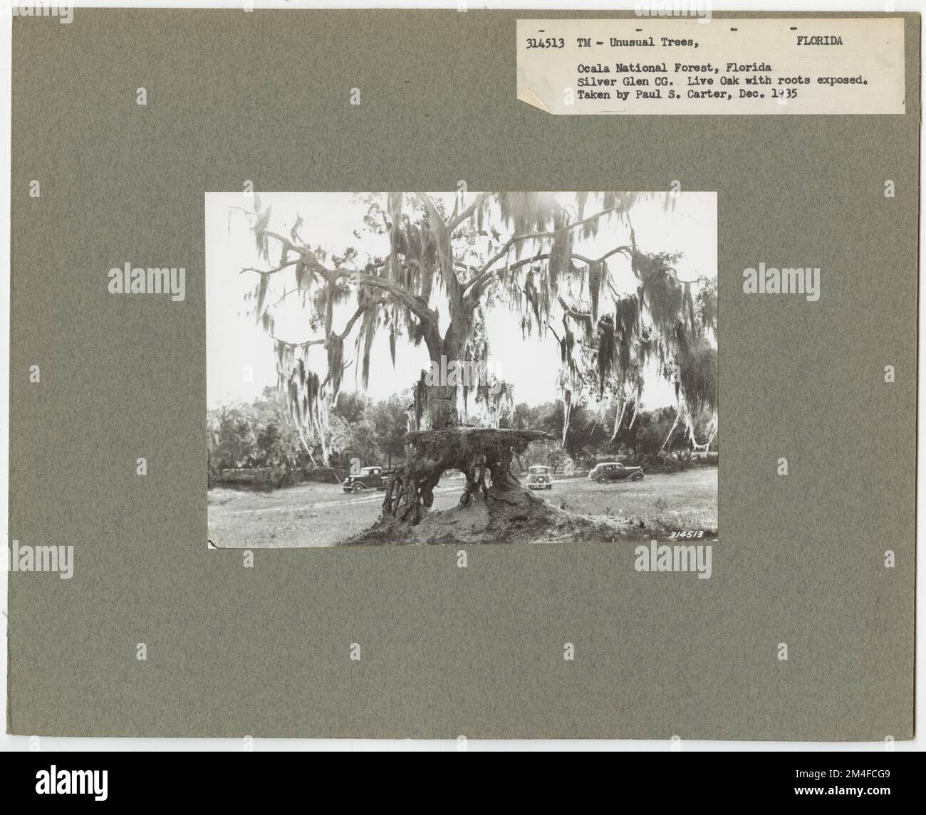 Interior oak forests hi-res stock photography and images - Alamy