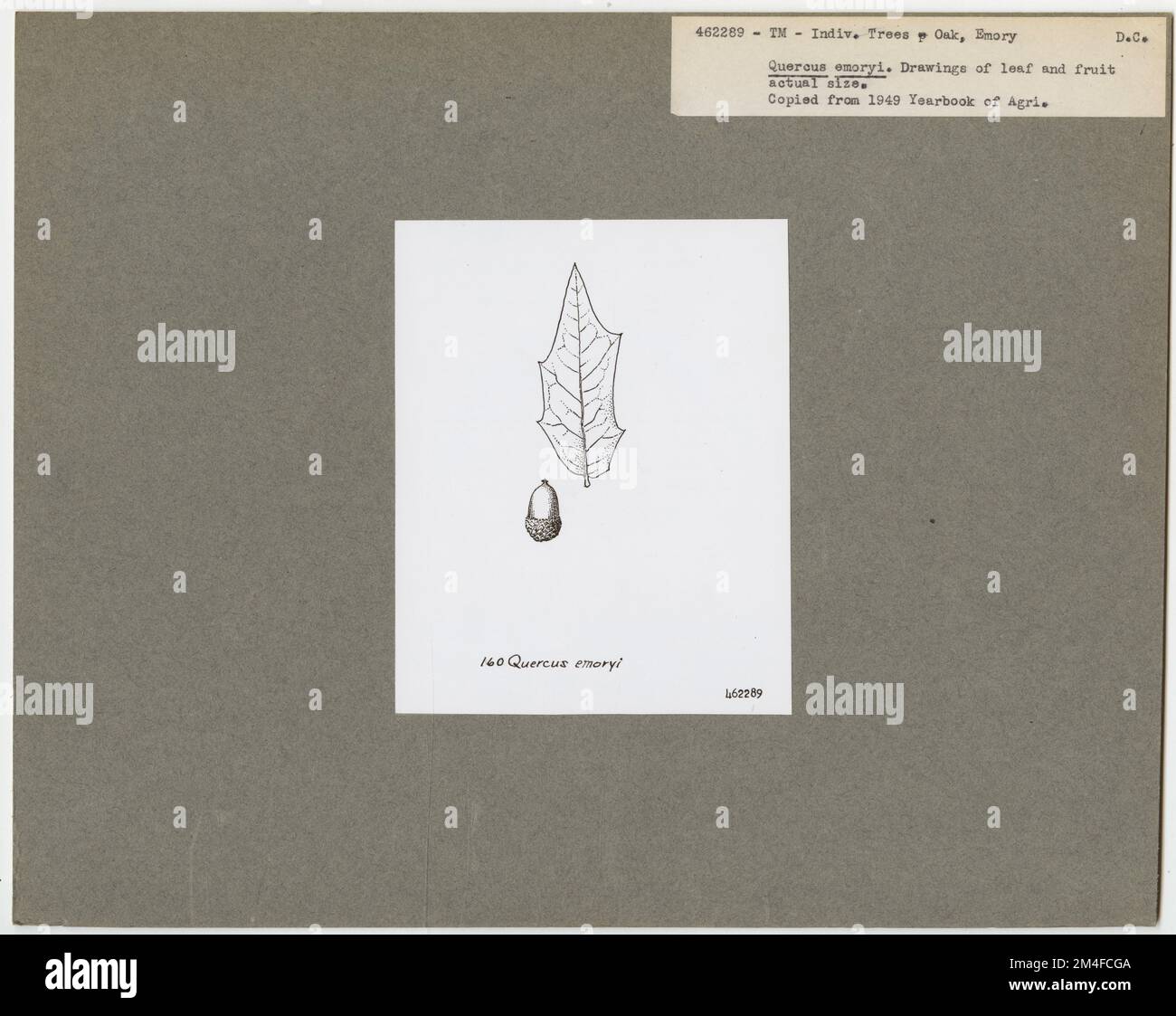 Tree Identification - Oak: Embery. Photographs Relating to National ...